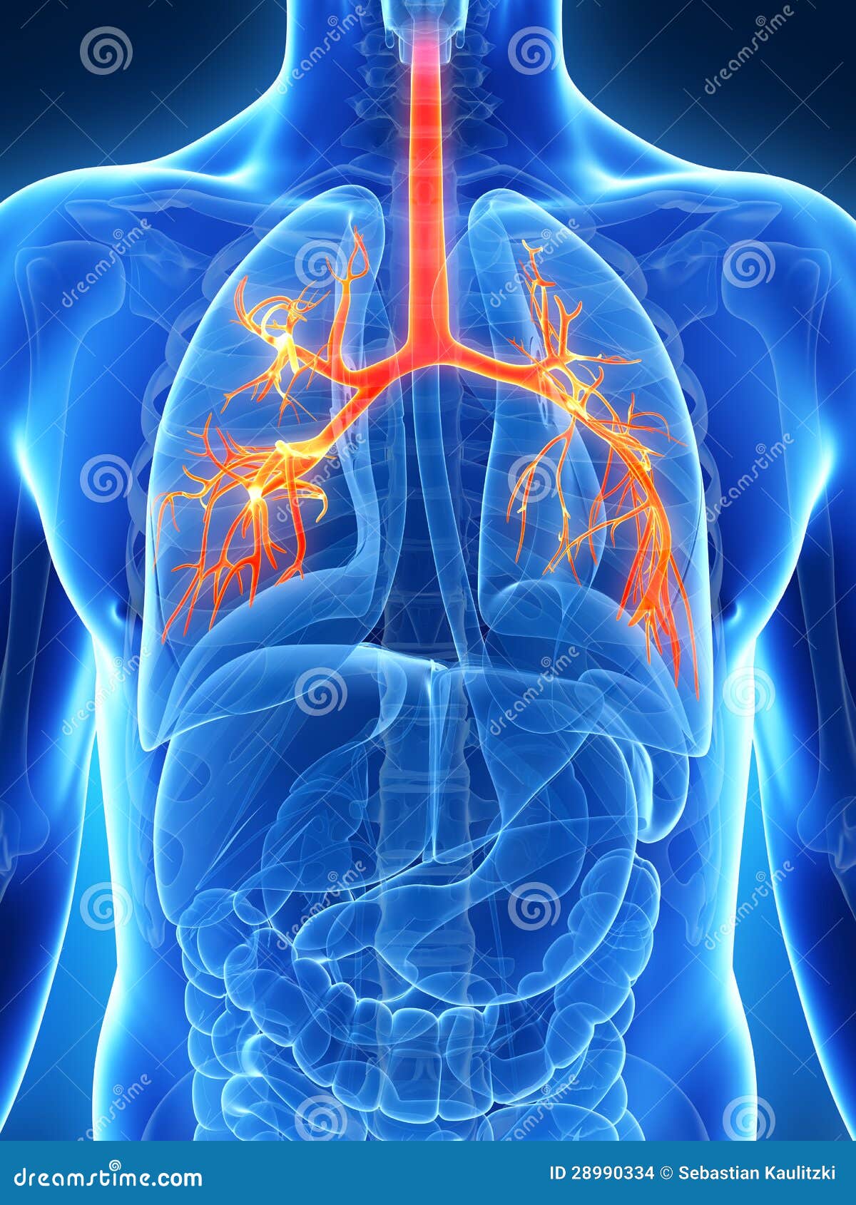 Highlighted Bronchi Royalty-Free Illustration | CartoonDealer.com #30727170