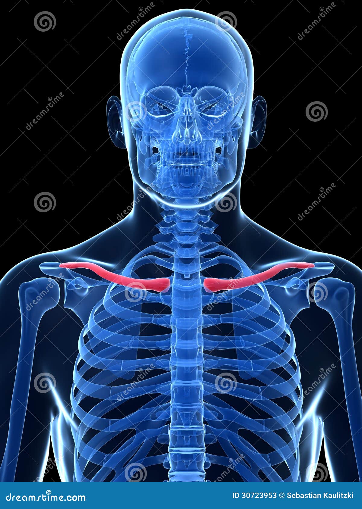 Highlighted clavicle stock illustration. Illustration of xray - 30723953