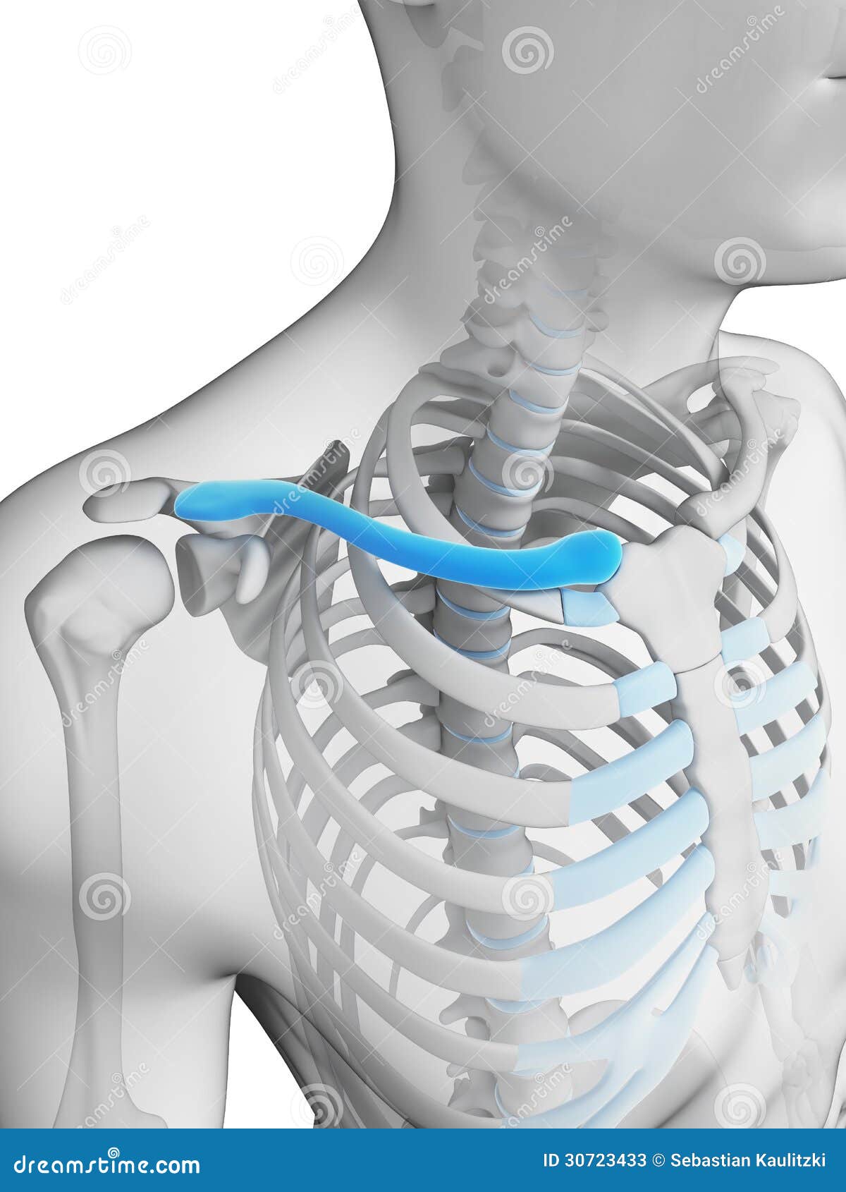 Highlighted clavicle stock illustration. Illustration of body - 30723433
