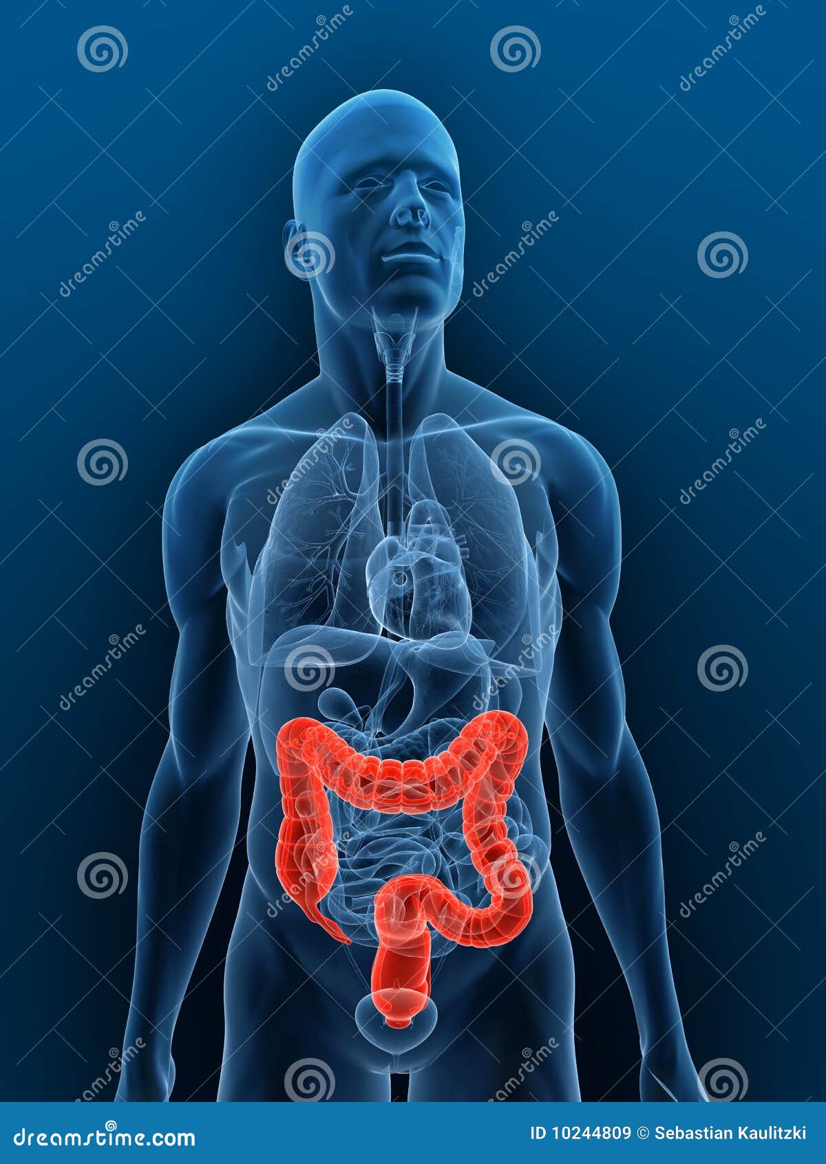 Highlighted colon stock illustration. Illustration of anatomical - 10244809