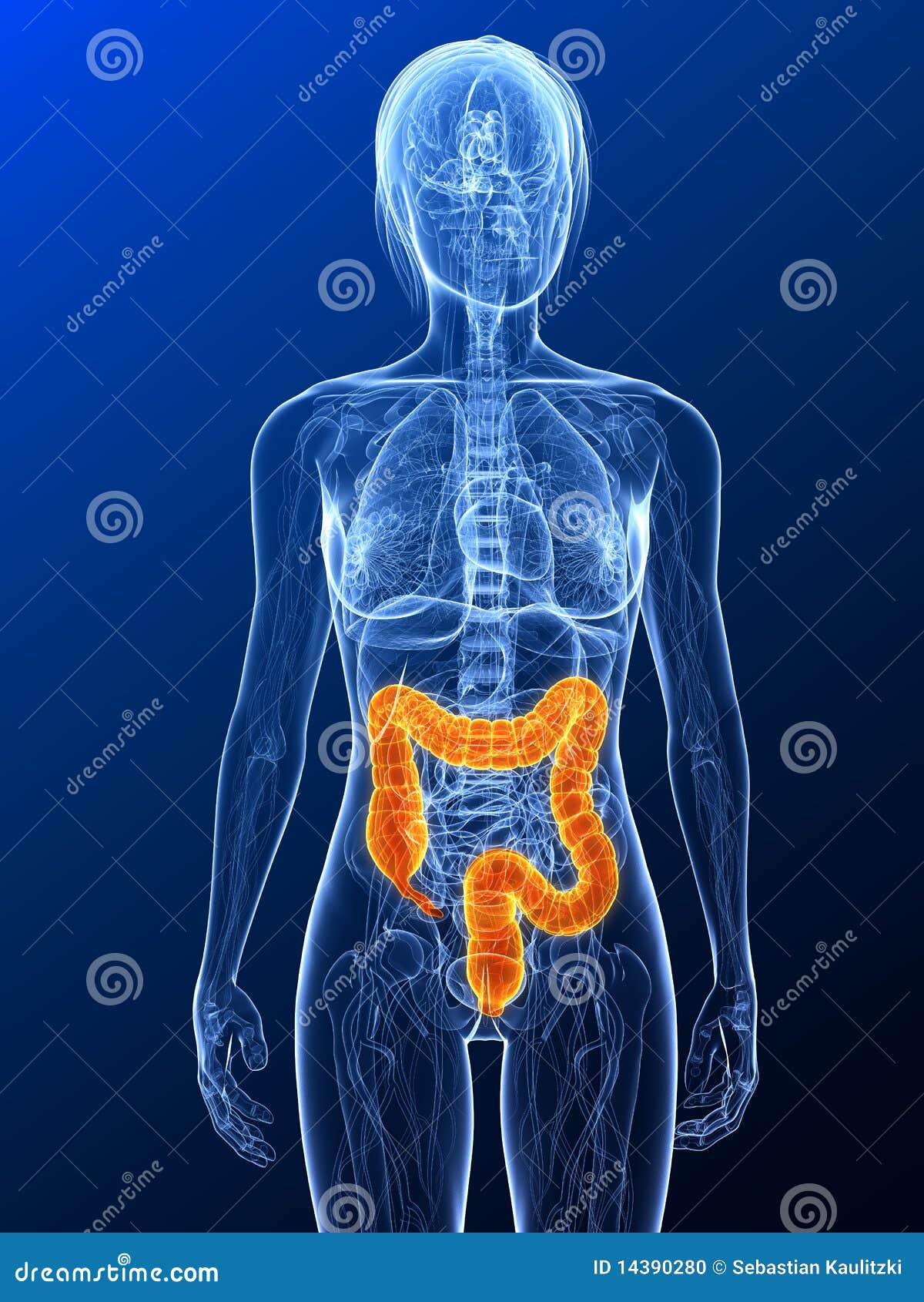 Highlighted colon stock illustration. Illustration of inflamed - 14390280 Highlighted colon stock illustration. Illustration of inflamed - 14390280