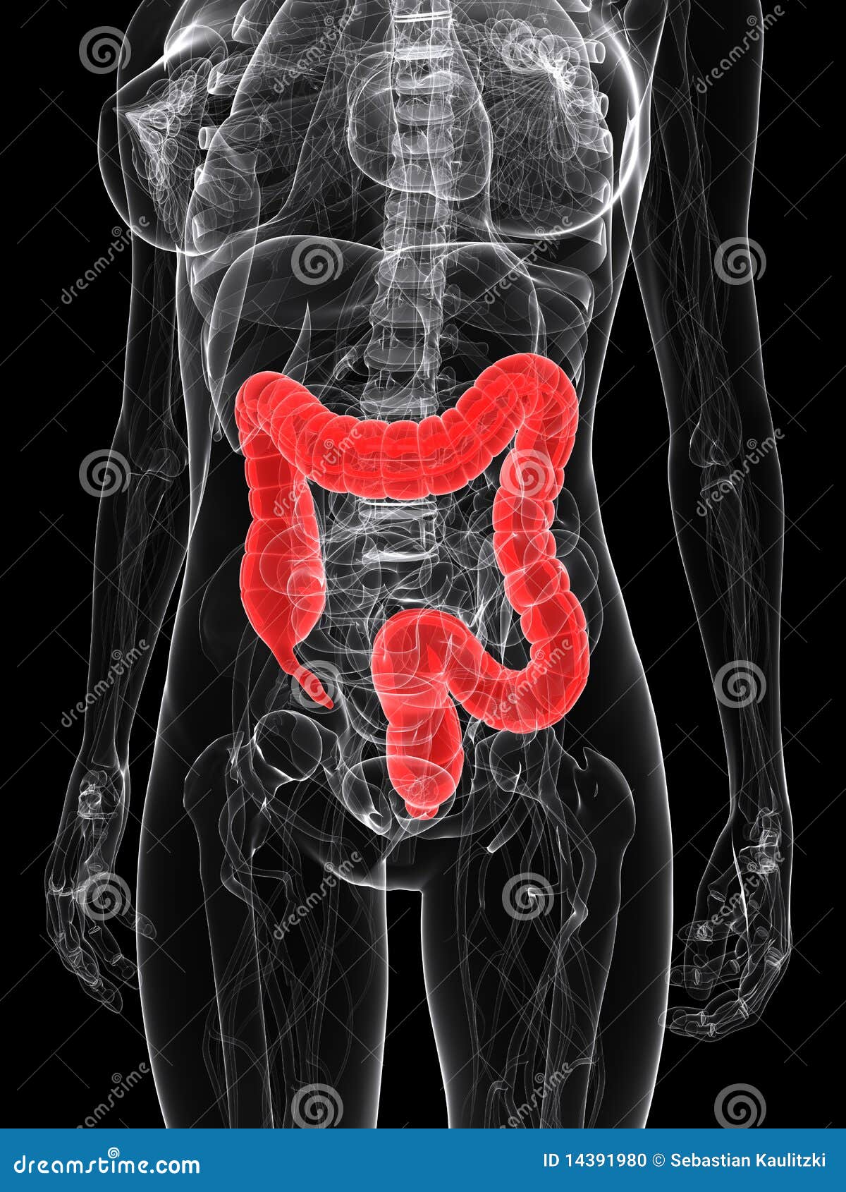Highlighted colon stock illustration. Illustration of graphic - 14391980