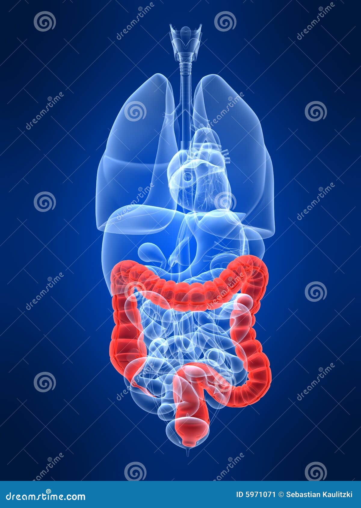 Highlighted colon stock illustration. Illustration of healthy - 5971071
