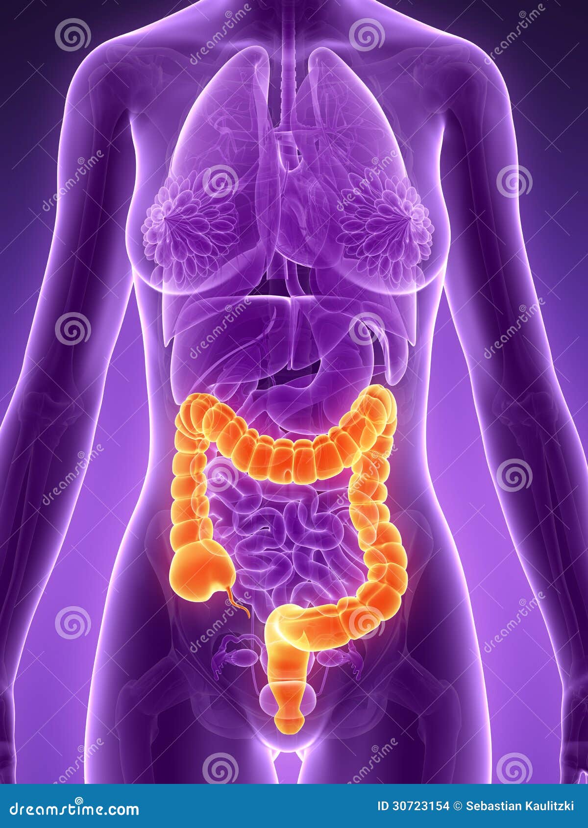 Highlighted colon stock illustration. Illustration of medical - 30723154