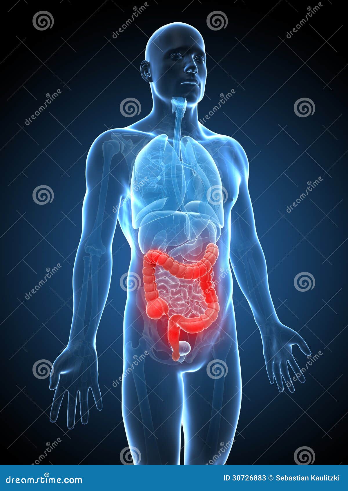 Highlighted colon stock illustration. Illustration of rendering - 30726883 Highlighted colon stock illustration. Illustration of rendering - 30726883