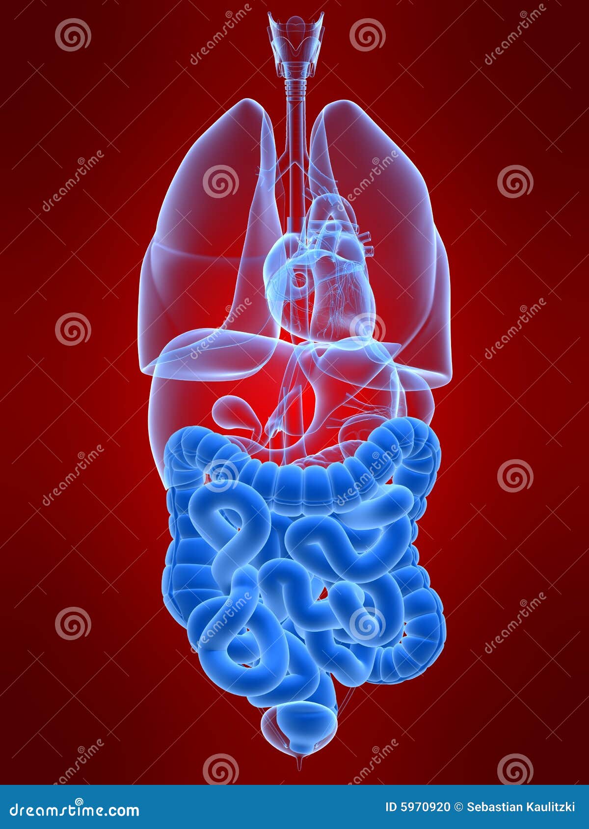 Highlighted Colon and Intestines Stock Illustration - Illustration of ... Highlighted Colon and Intestines Stock Illustration - Illustration of ...