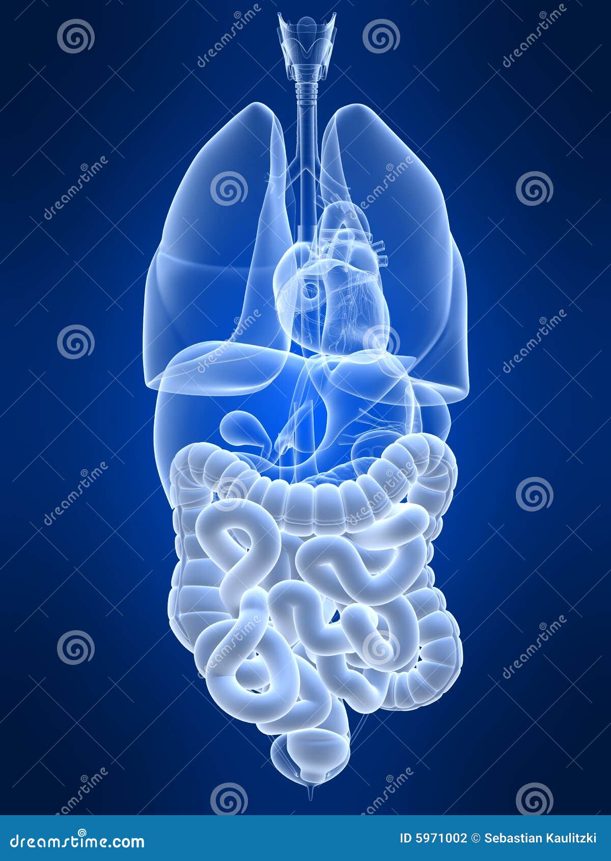 Highlighted Colon and Intestines Stock Illustration - Illustration of ...