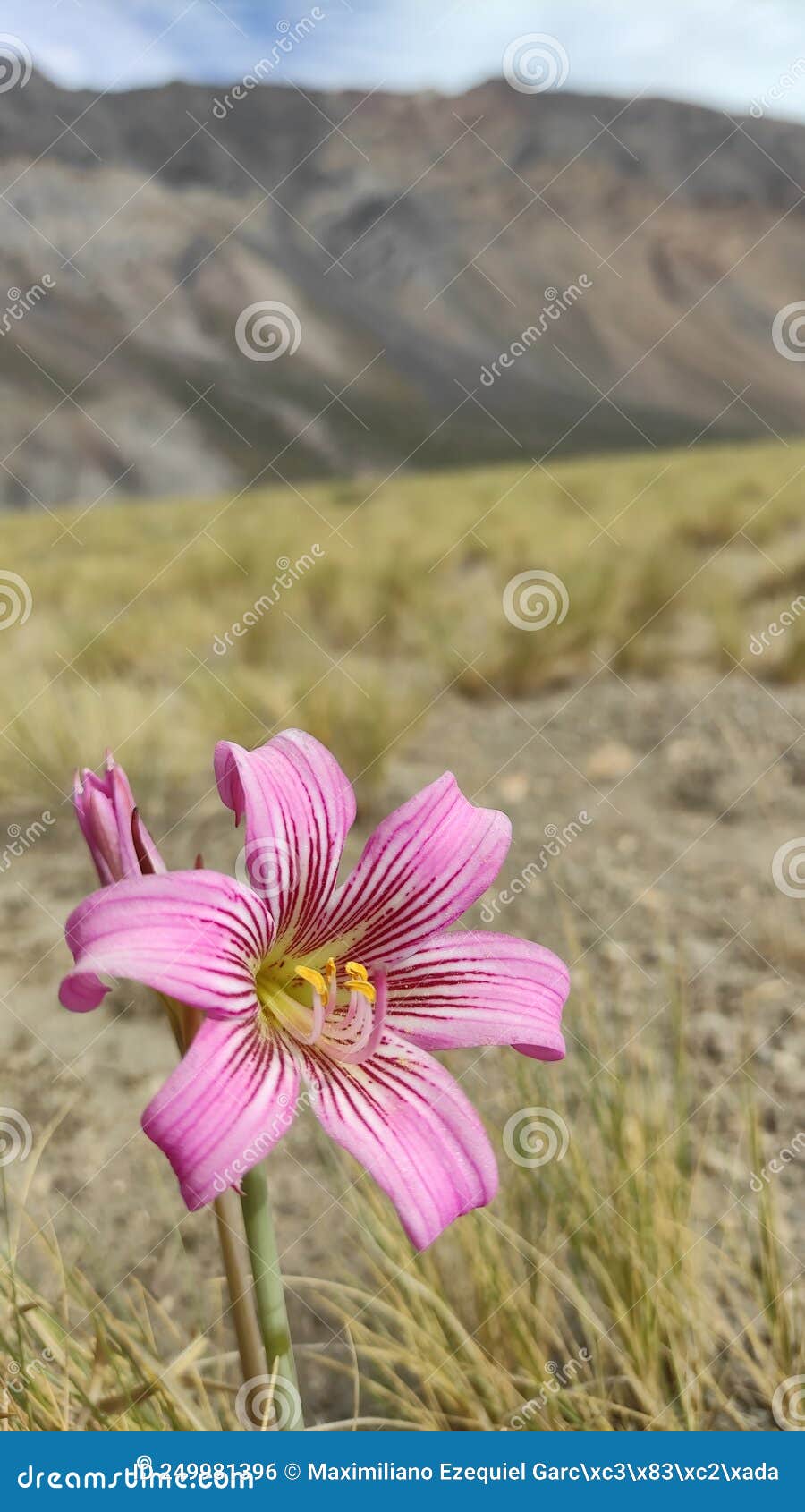 The flower of the valley stock photo. Image of prairie - 249981396