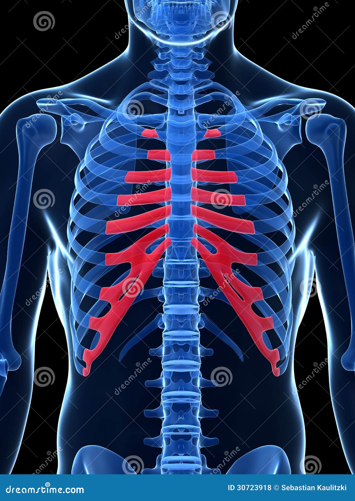 The Costal Cartilage Royalty-Free Illustration | CartoonDealer.com ...