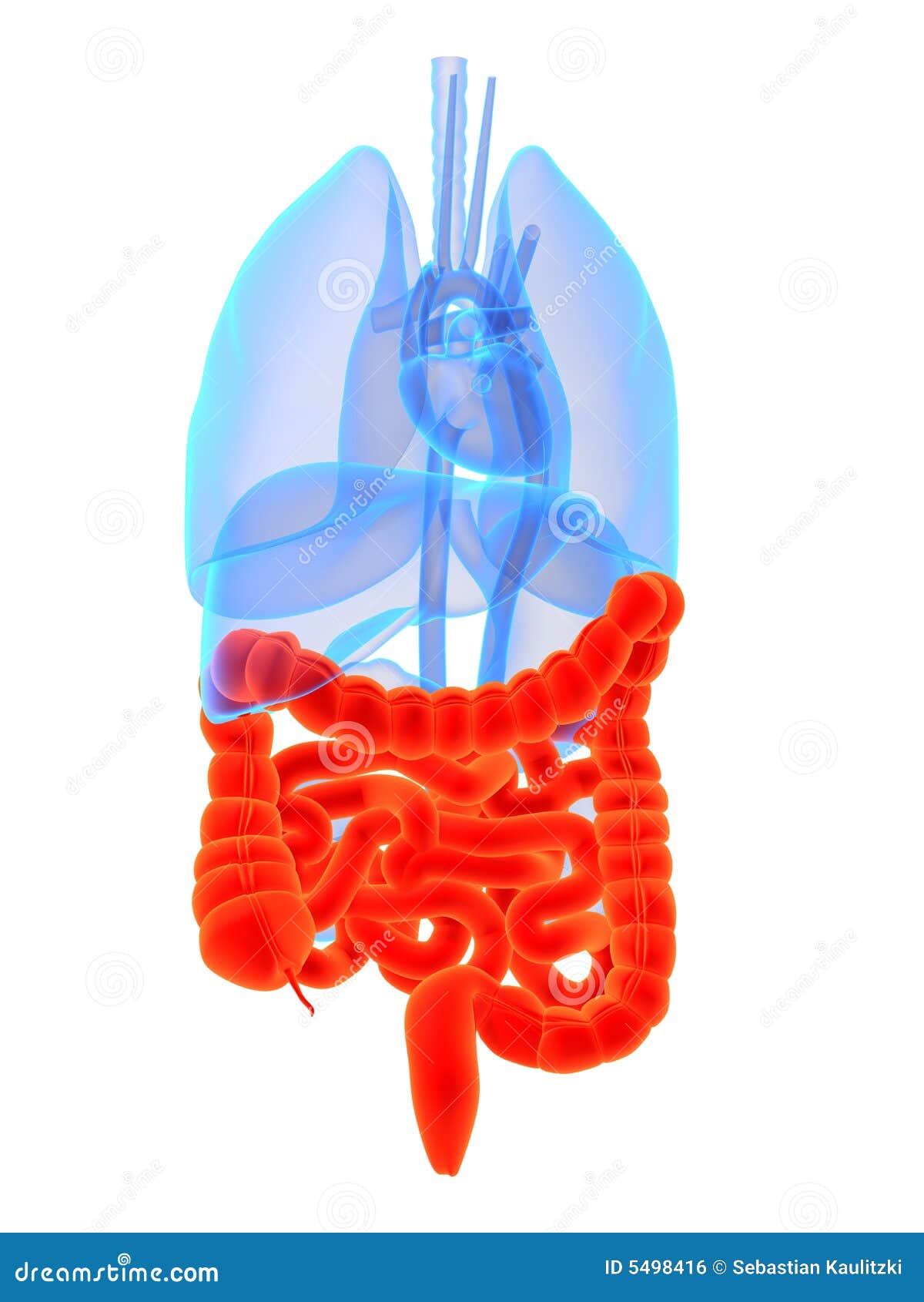 Highlighted Digestive System Royalty-Free Illustration | CartoonDealer ...