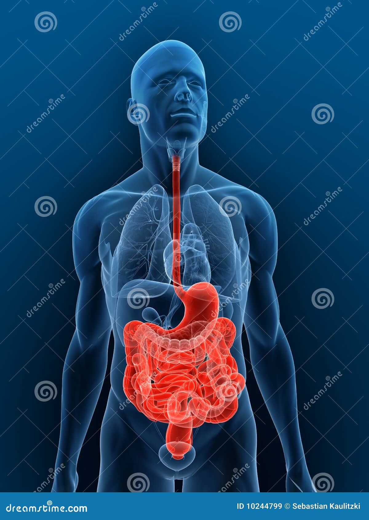 Highlighted Digestive System Stock Illustration - Illustration of small ...