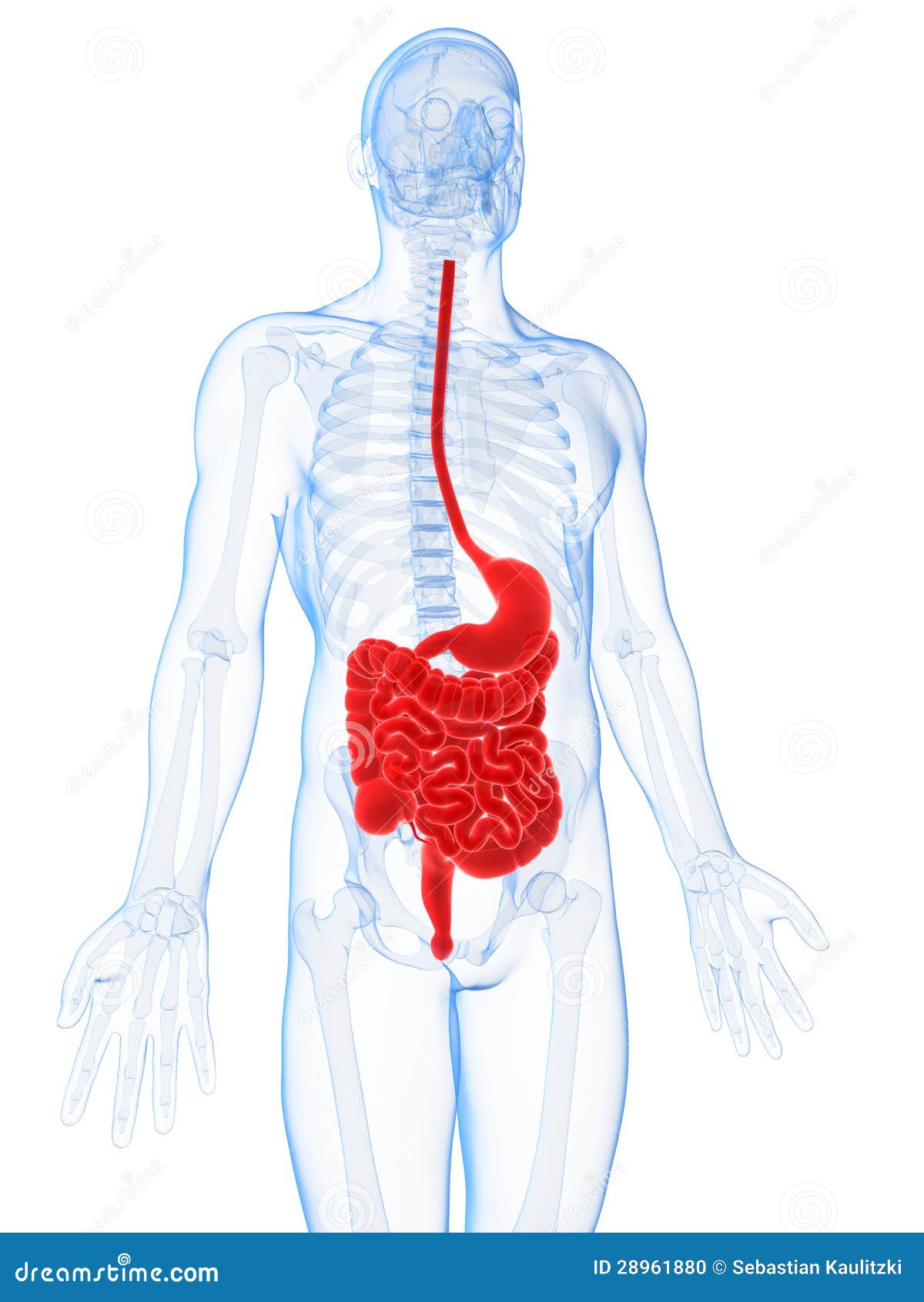 Highlighted Digestive System Stock Illustration - Illustration of ...