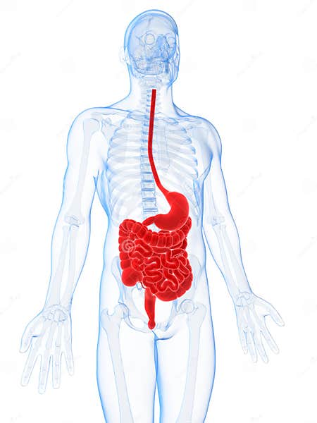 Highlighted Digestive System Stock Illustration - Illustration of ...