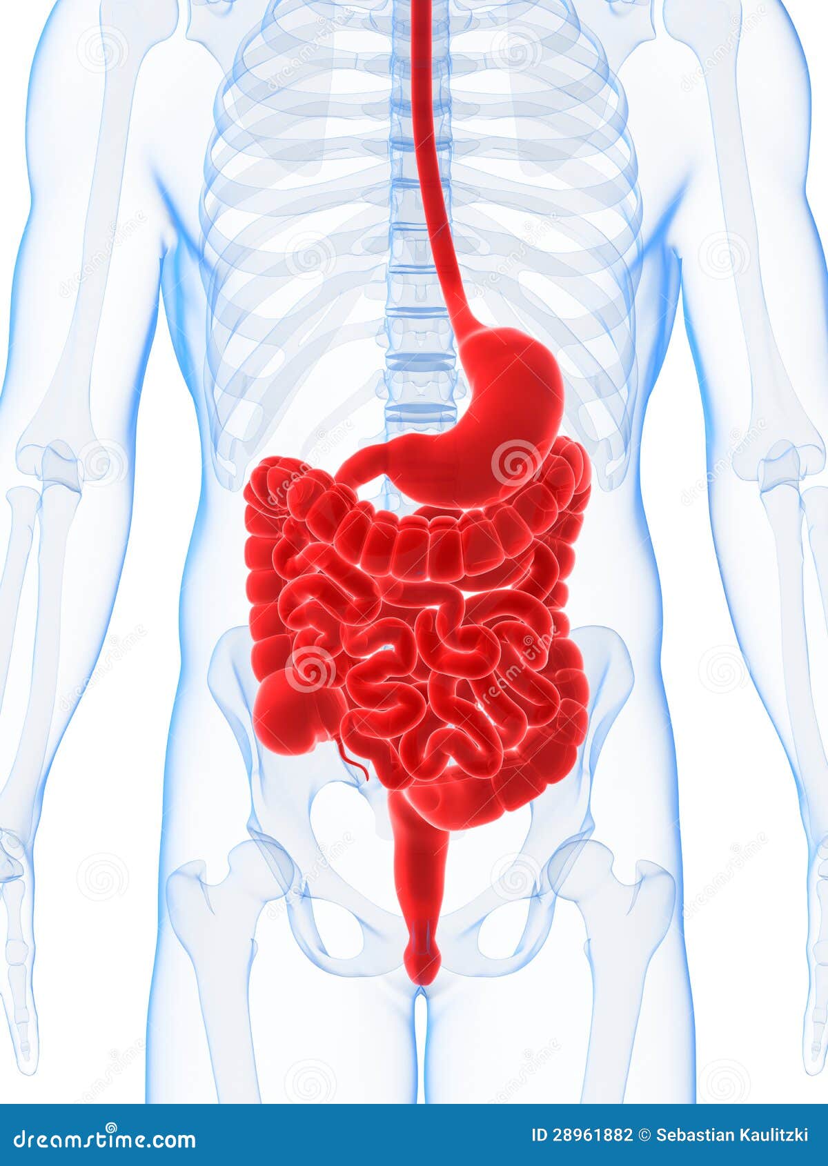 Highlighted Digestive System Royalty-Free Illustration | CartoonDealer ...