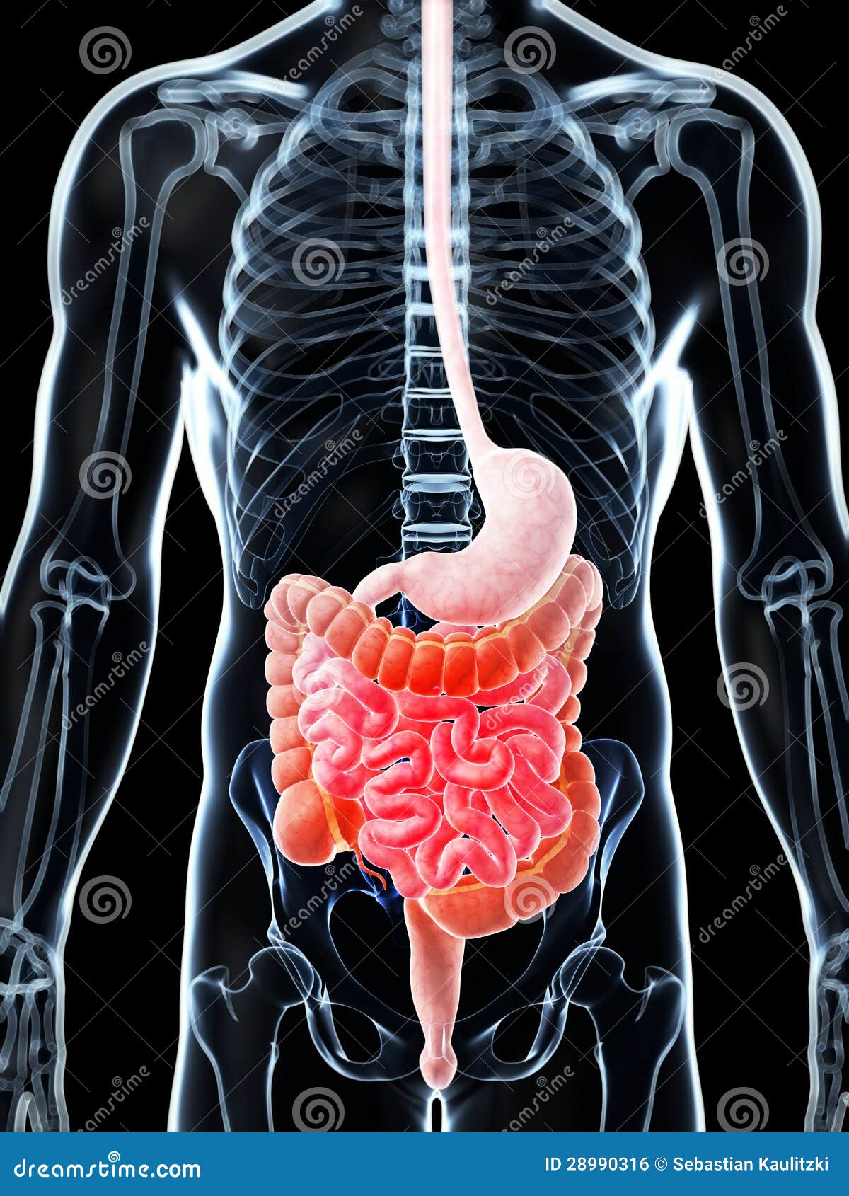 Painful Bowel Stock Illustration | CartoonDealer.com #2462935