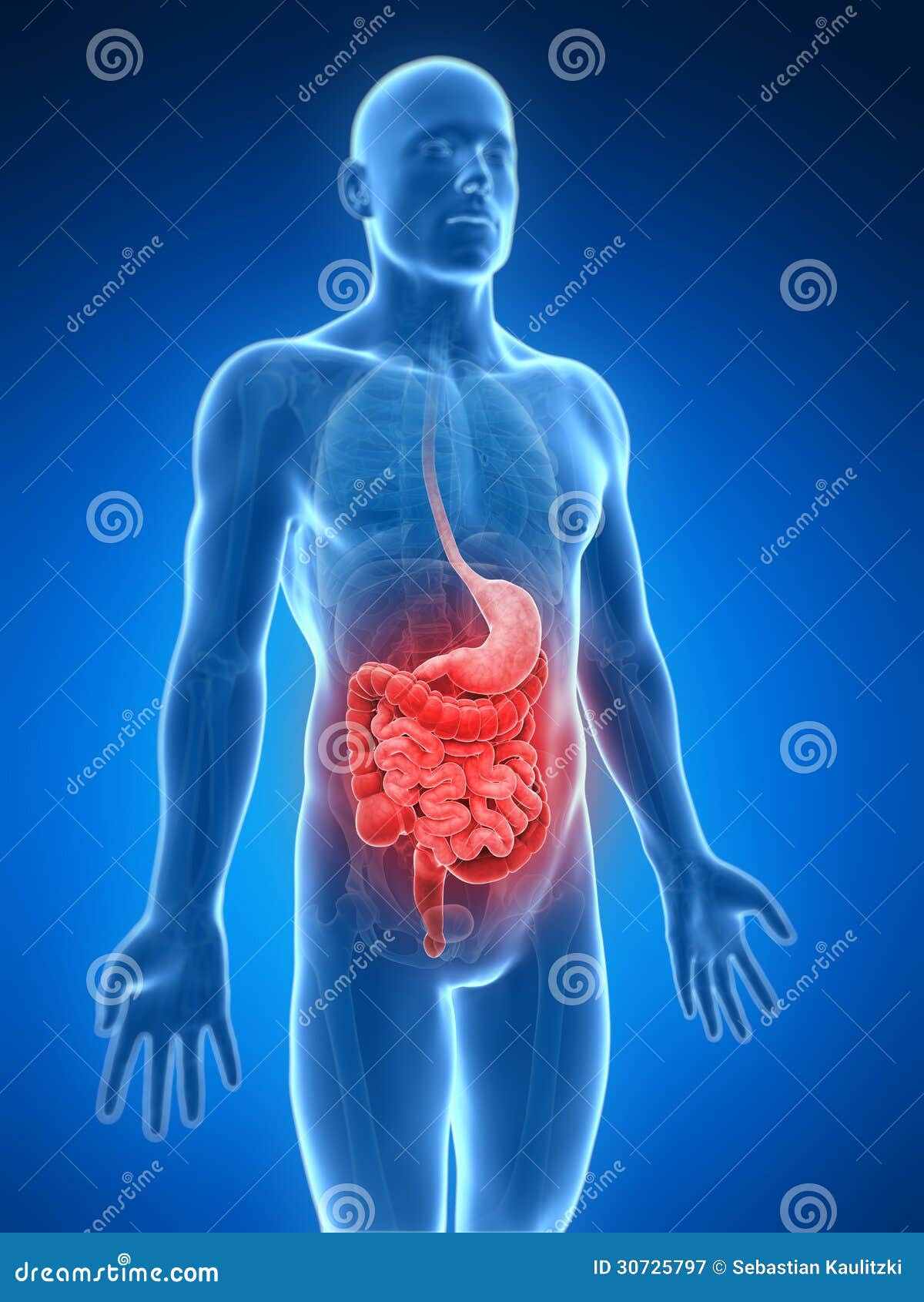 Highlighted Digestive System Stock Illustration - Illustration of human ...