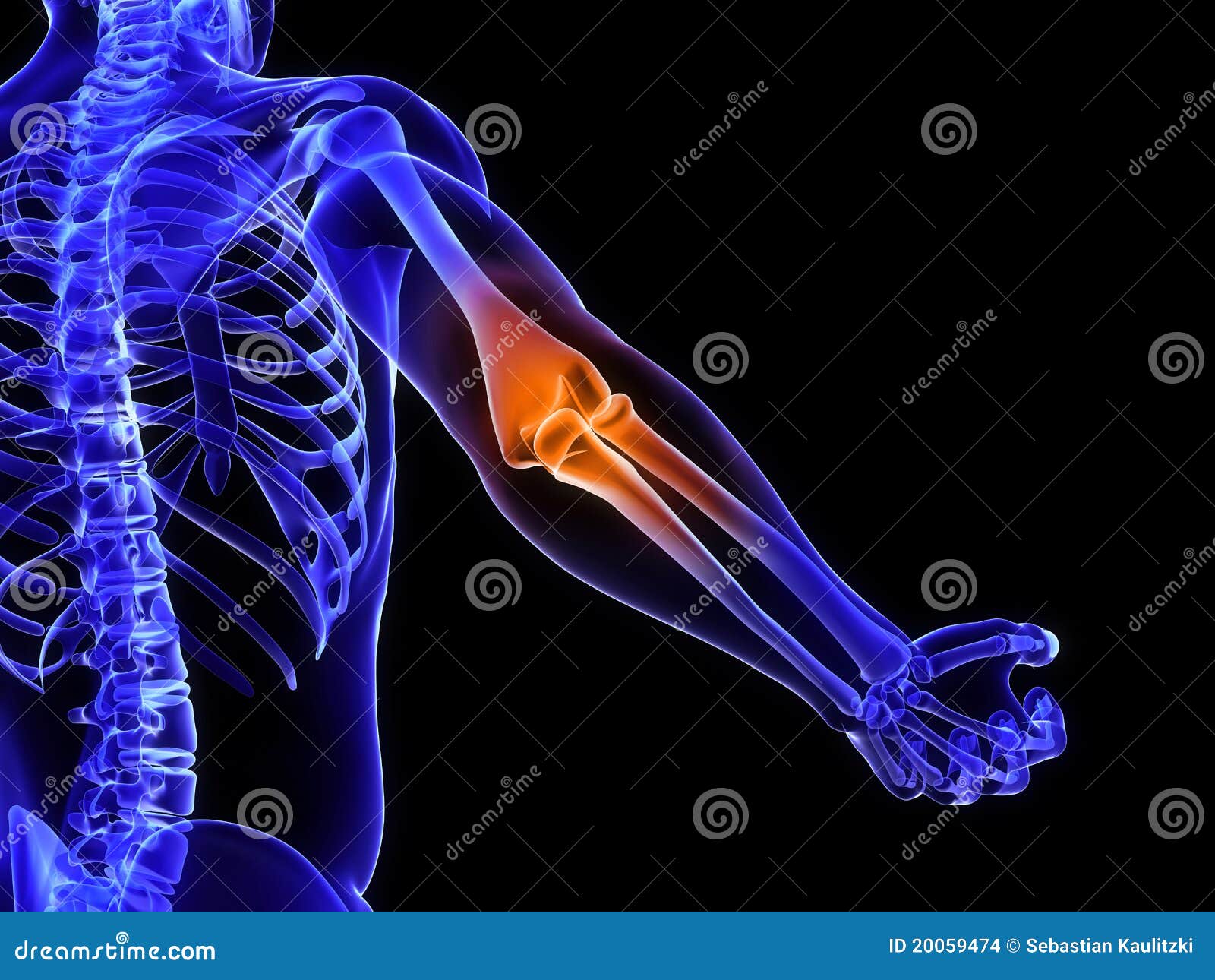 Highlighted elbow stock illustration. Illustration of skeletal - 20059474