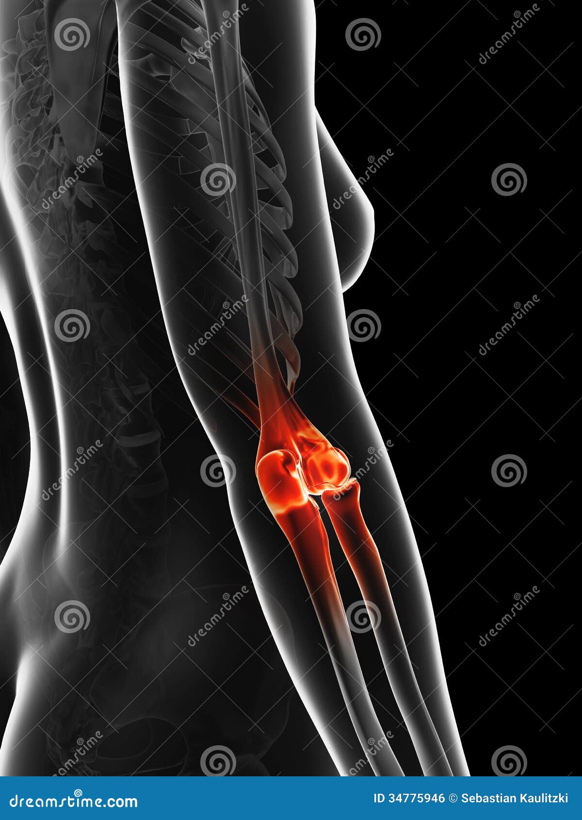 Highlighted Elbow Joint Bones Stock Illustration - Illustration of dark ...