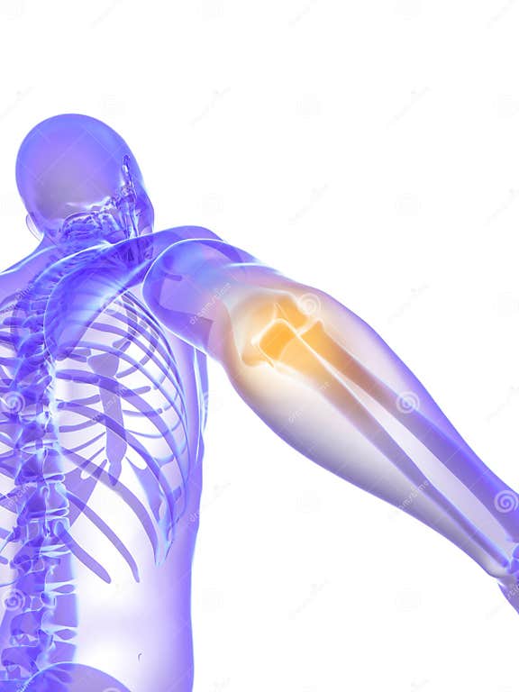 Highlighted ellbow stock illustration. Illustration of anatomy - 20059481