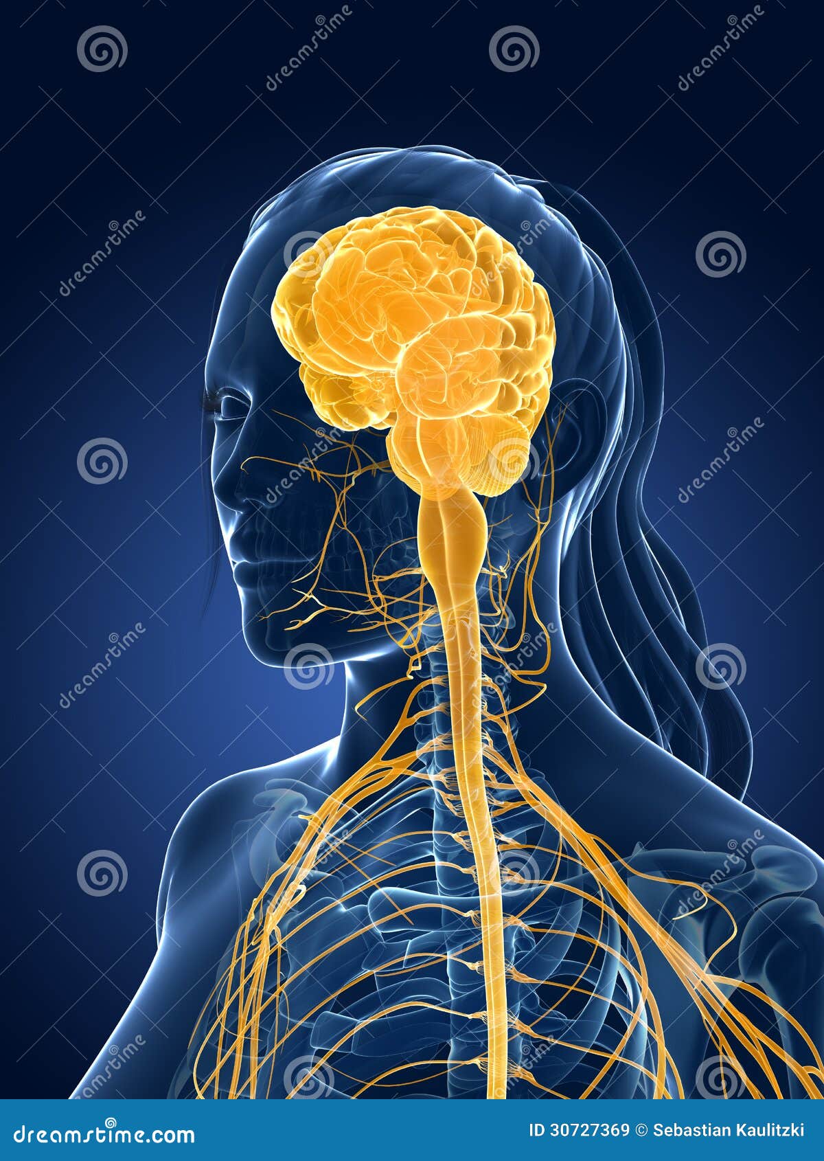 Highlighted female brain stock illustration. Illustration of labels ...