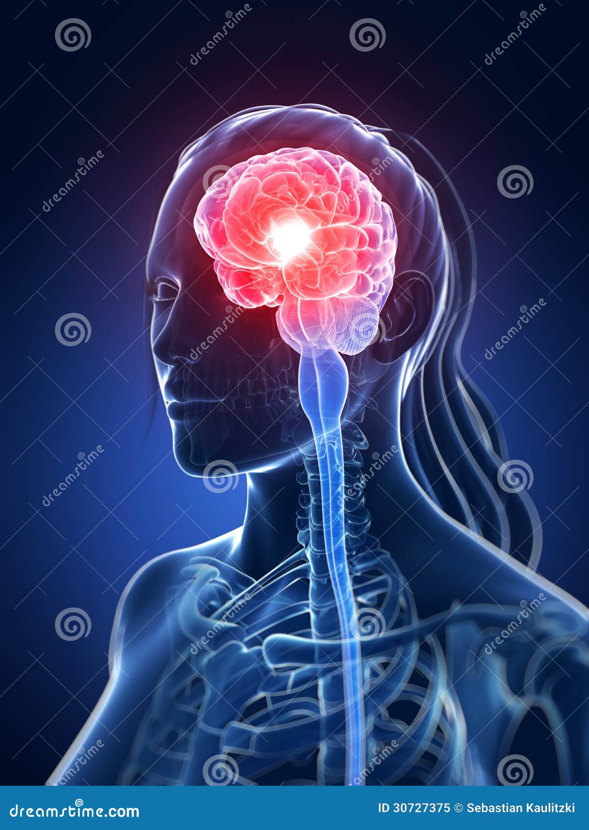 Highlighted female brain stock illustration. Illustration of head ...