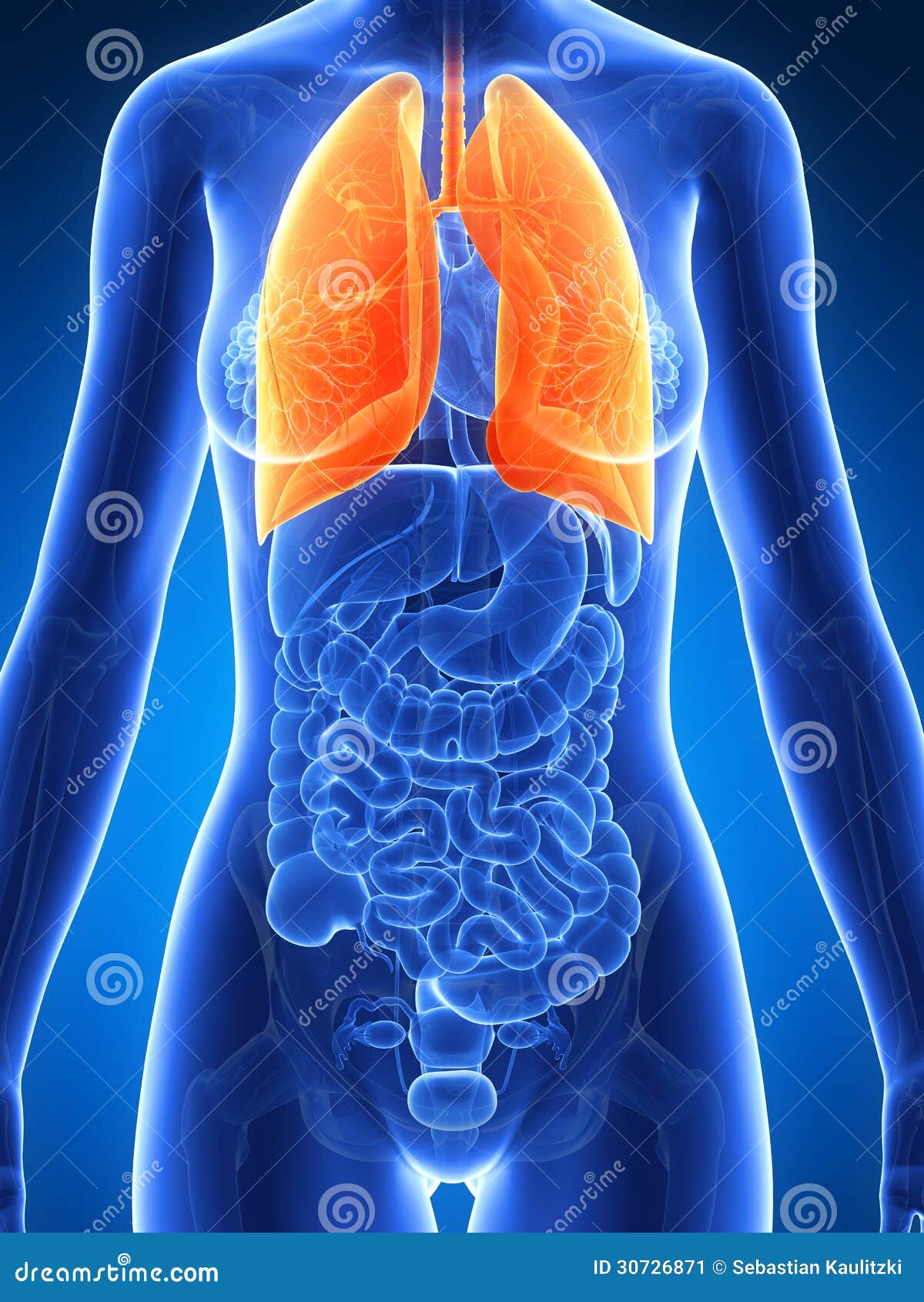 Highlighted female lung stock illustration. Illustration of airways ...