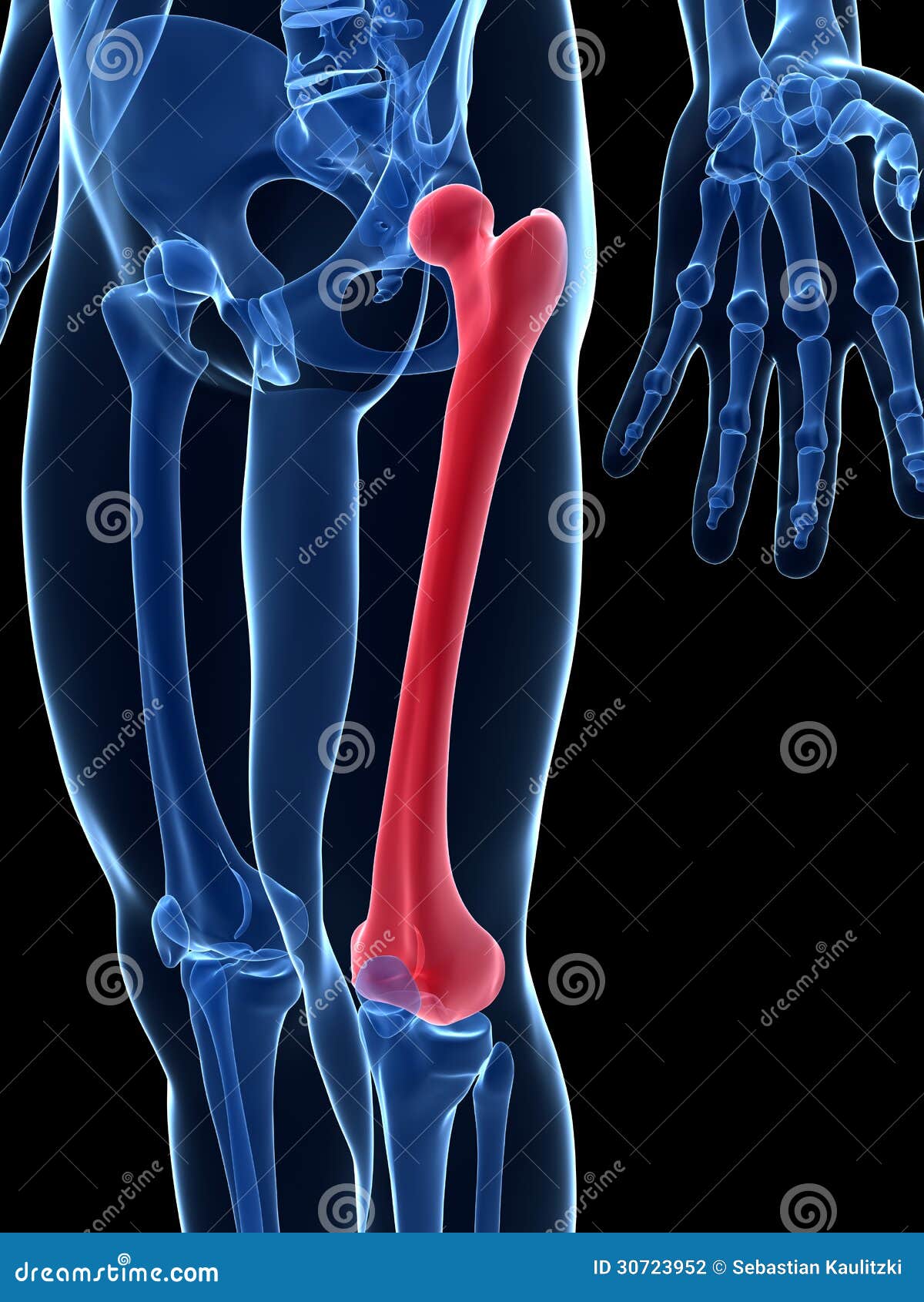 Highlighted femur stock illustration. Illustration of health - 30723952