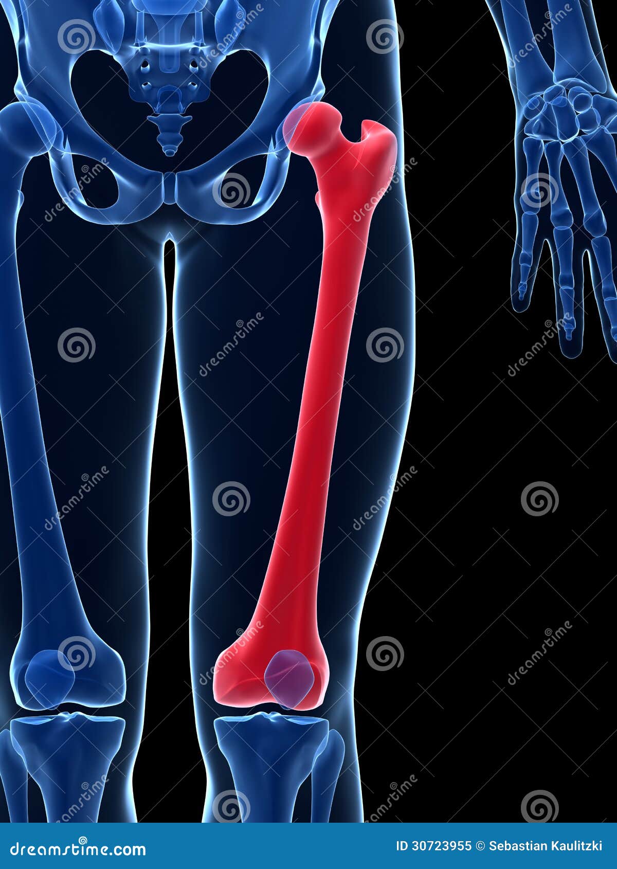 Highlighted femur stock illustration. Illustration of bone - 30723955