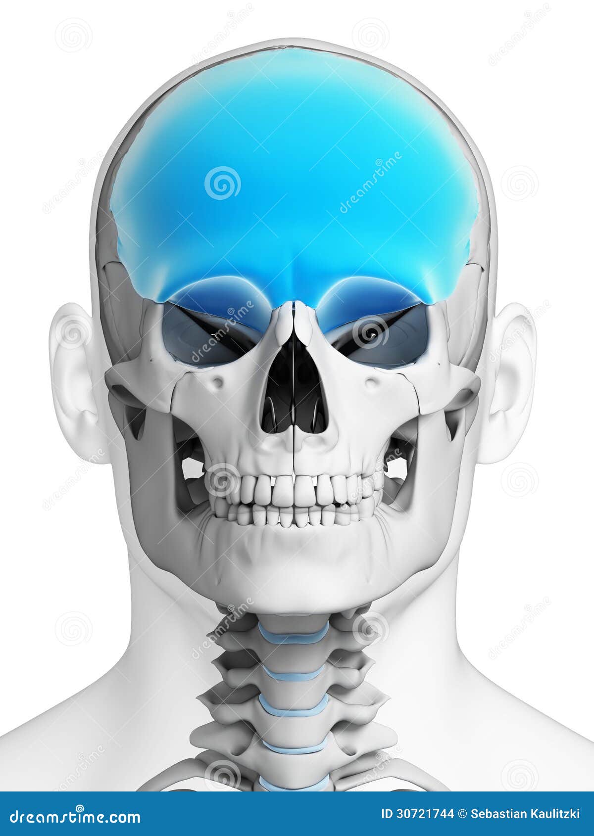 Highlighted Frontal Bone Stock Illustration | CartoonDealer.com #30721744