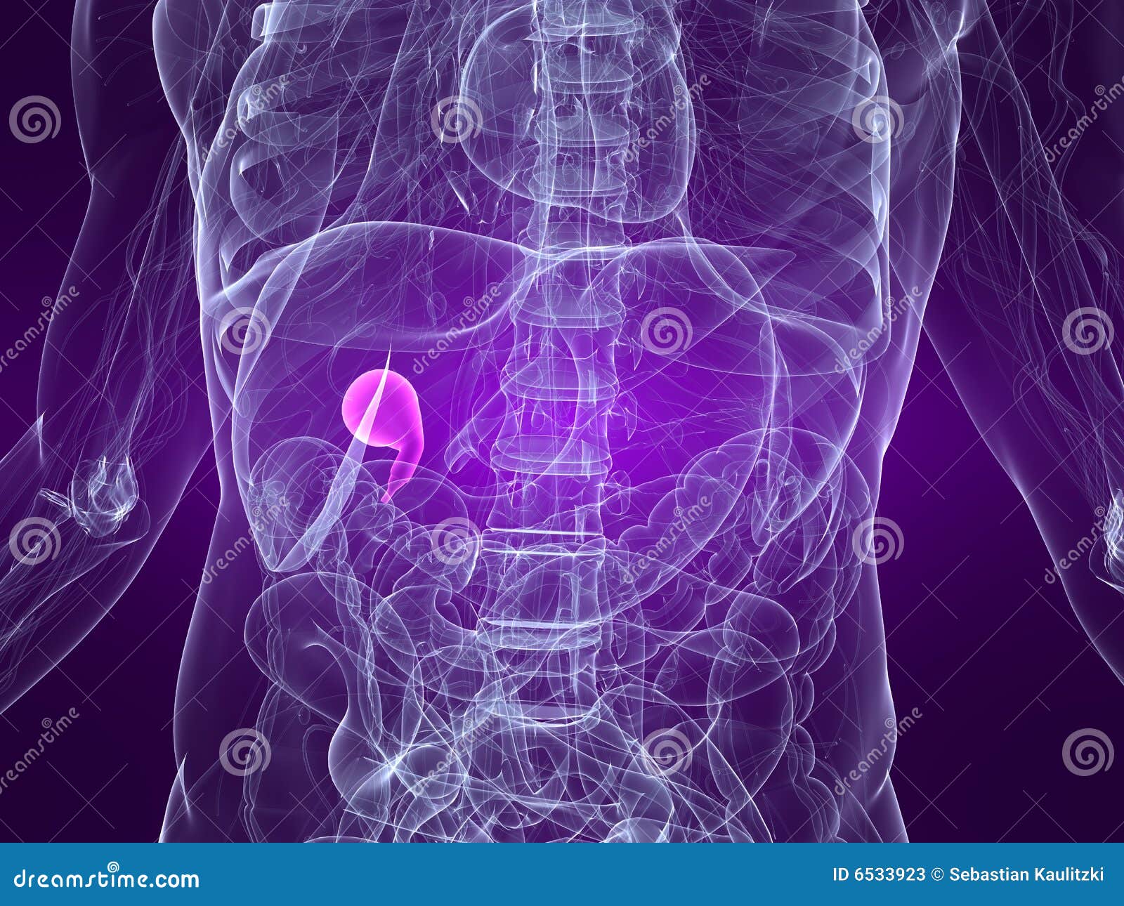 Highlighted gall bladder stock illustration. Illustration of ...