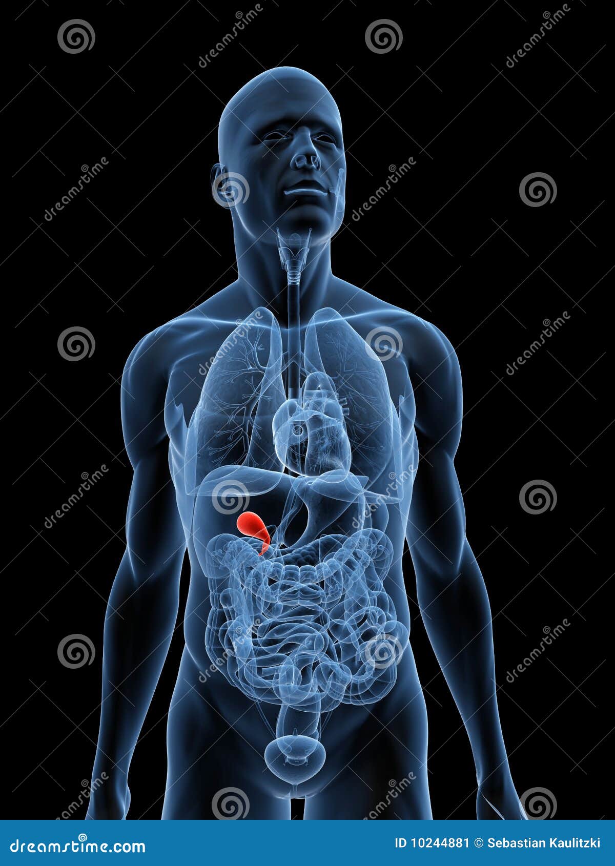 Highlighted gallbladder stock illustration. Illustration of gallbladder ...