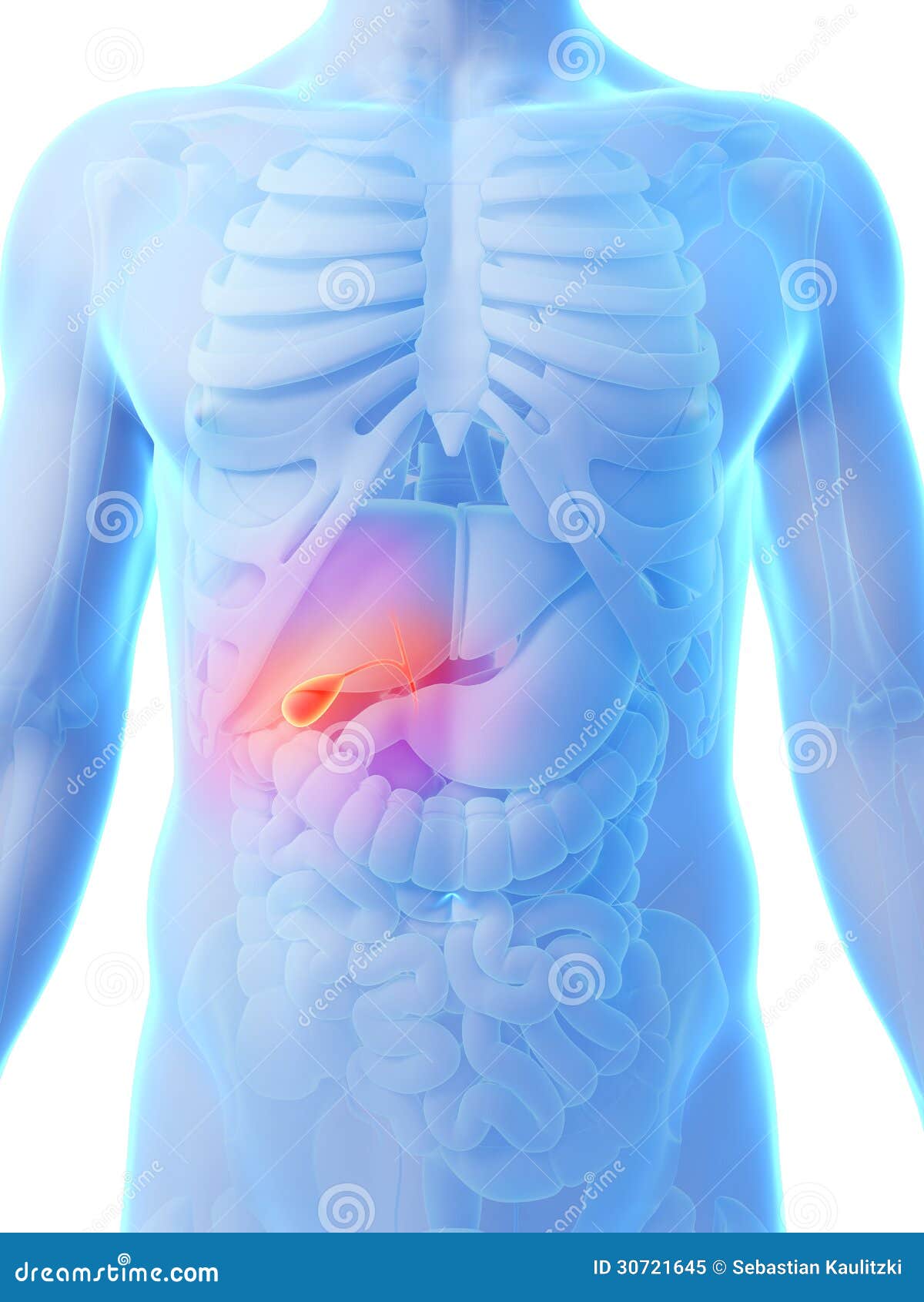 Highlighted gallbladder stock illustration. Illustration of science ...