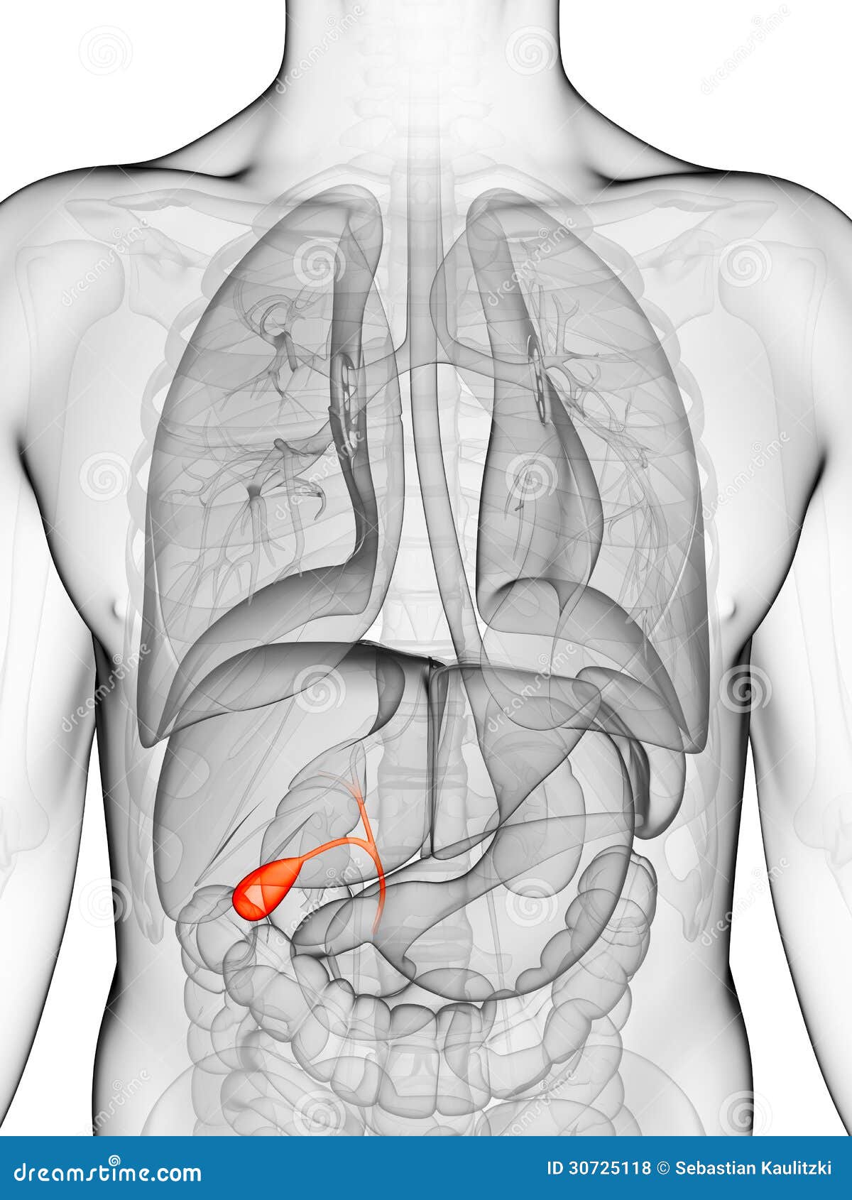 Highlighted gallbladder stock illustration. Illustration of human ...