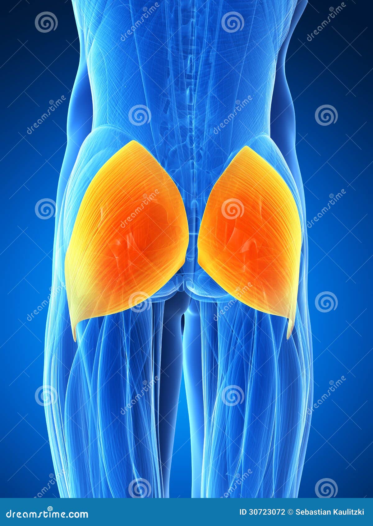 3d Illustration Of The Gluteus Maximus Muscles Anatomical Position On ...