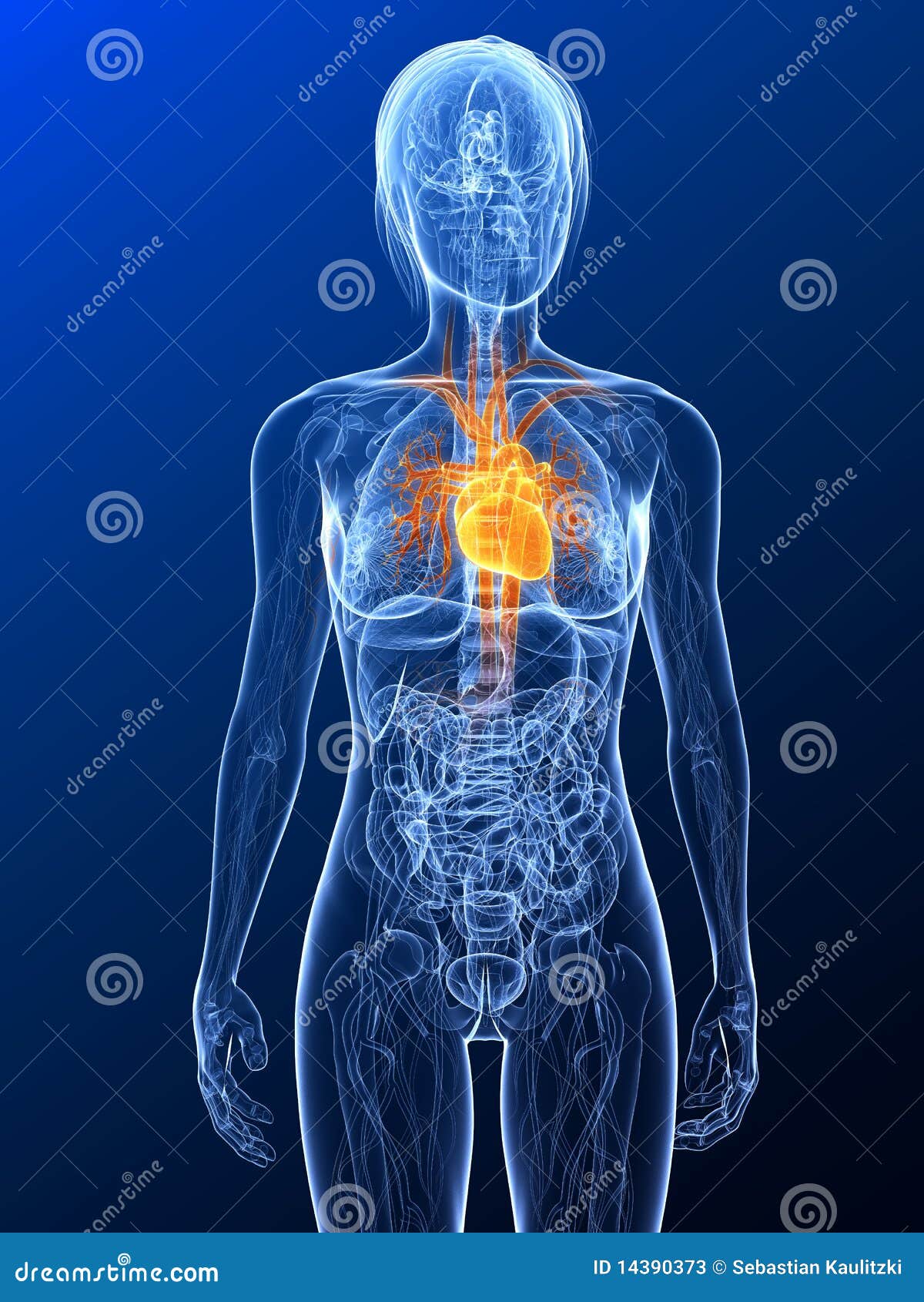 Highlighted heart stock illustration. Illustration of cancer - 14390373