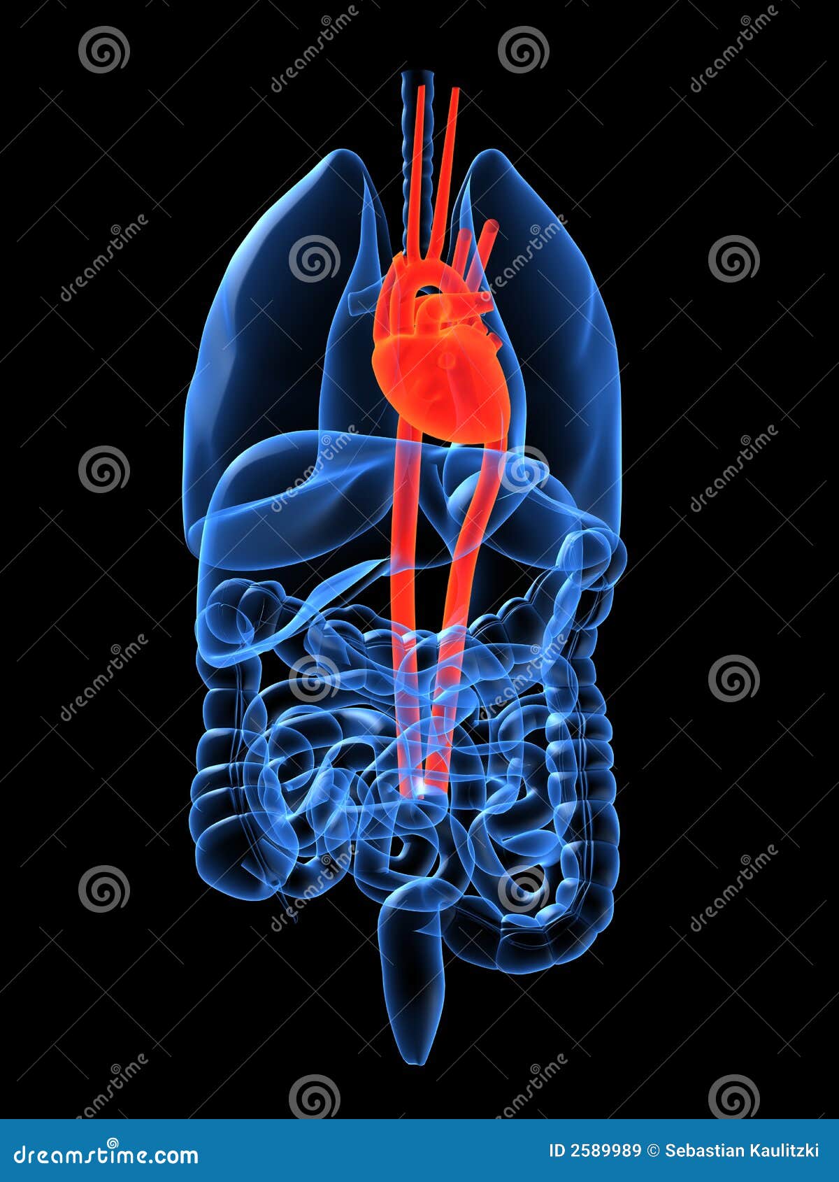 Highlighted heart stock illustration. Illustration of organs - 2589989