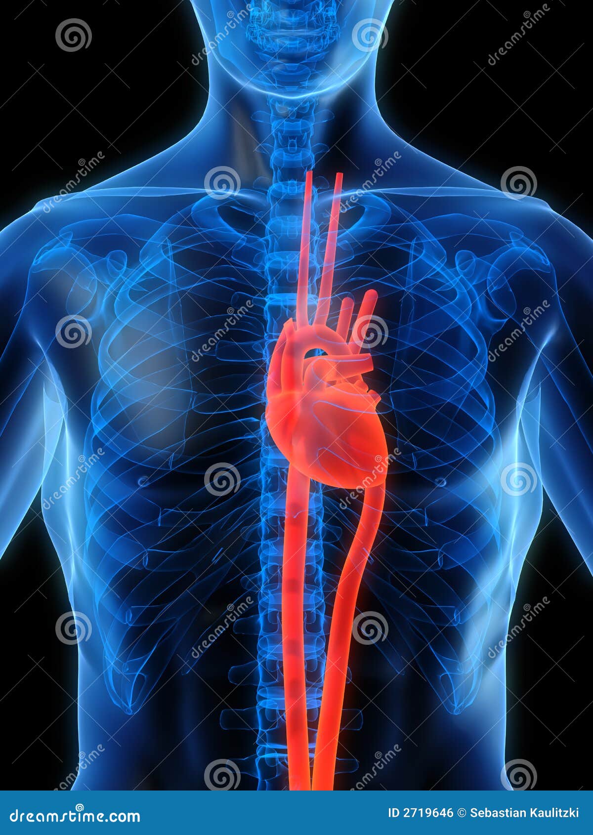 Highlighted heart stock illustration. Illustration of autopsy - 2719646