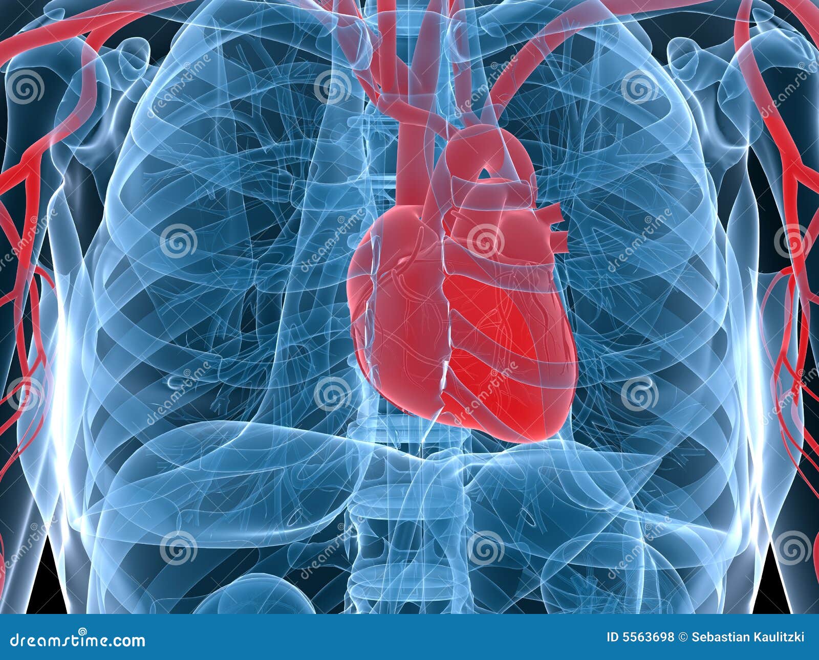 Highlighted heart stock illustration. Illustration of immune - 5563698