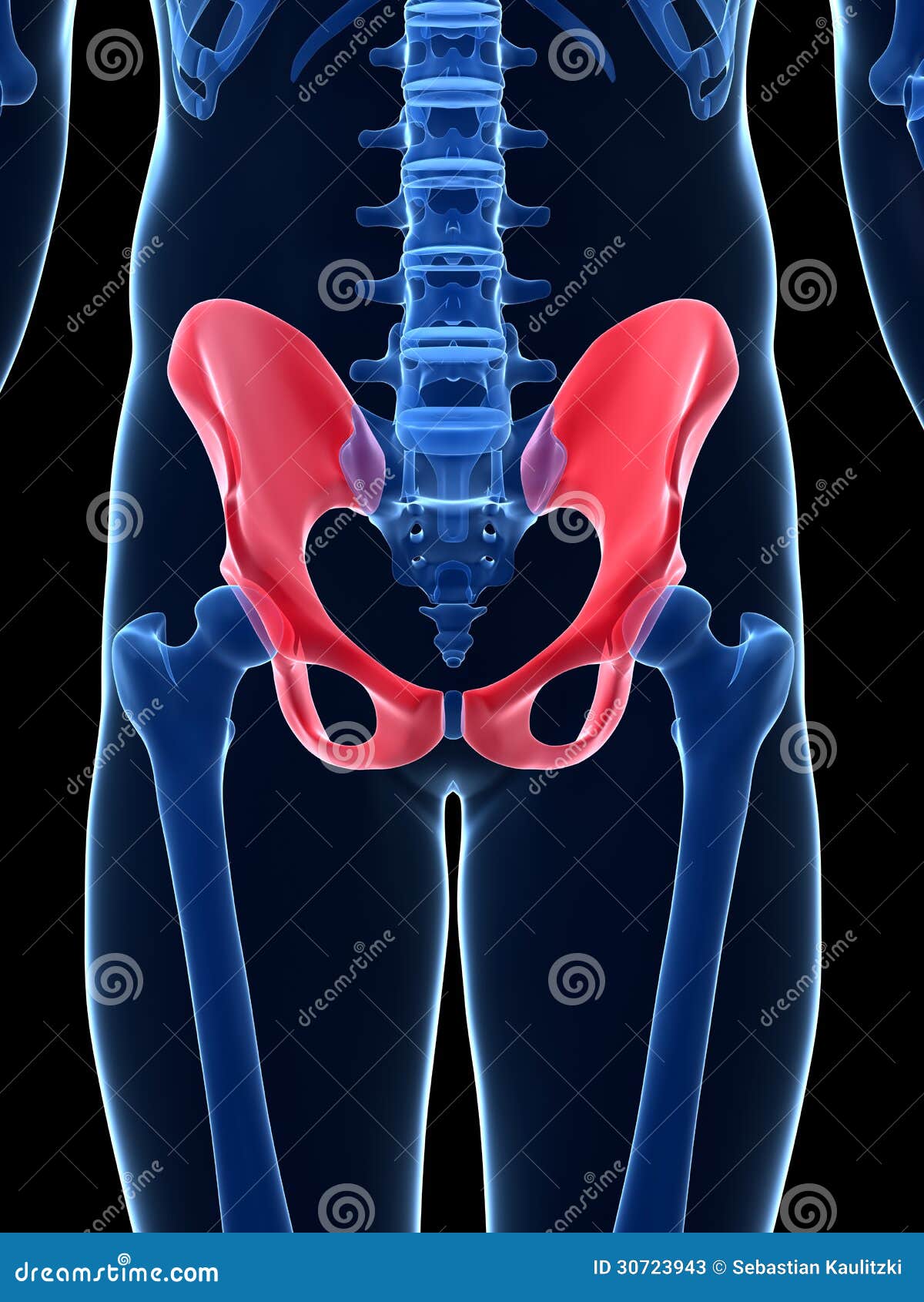Highlighted hip bone stock illustration. Illustration of blue - 30723943