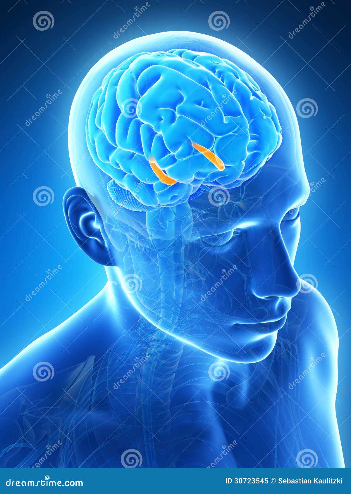 Highlighted hippocampus stock illustration. Illustration of head - 30723545
