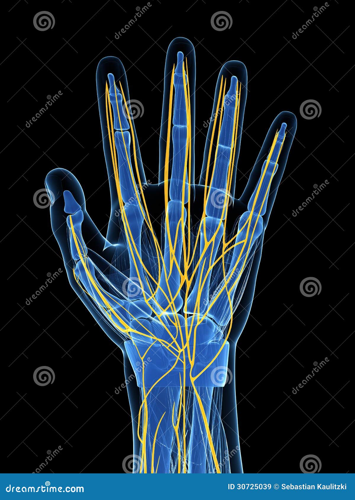 Highlighted Human Hand Nerves Stock Illustration - Illustration of ...