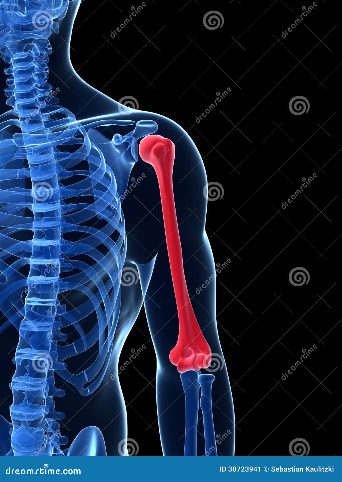 The Humerus Bone Royalty-Free Illustration | CartoonDealer.com #155218824