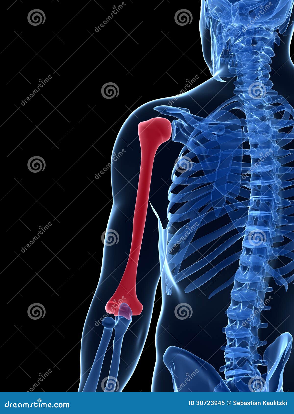 Highlighted humerus bone stock illustration. Illustration of human ...