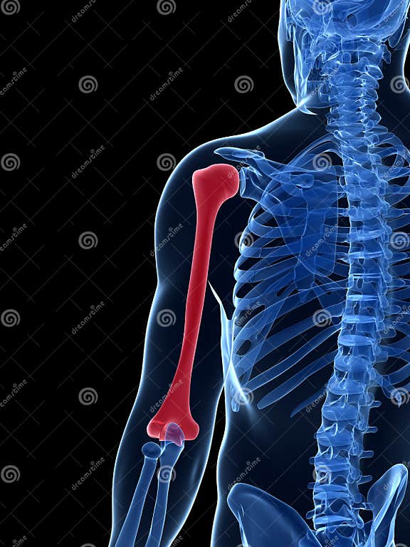 Highlighted humerus bone stock illustration. Illustration of human ...