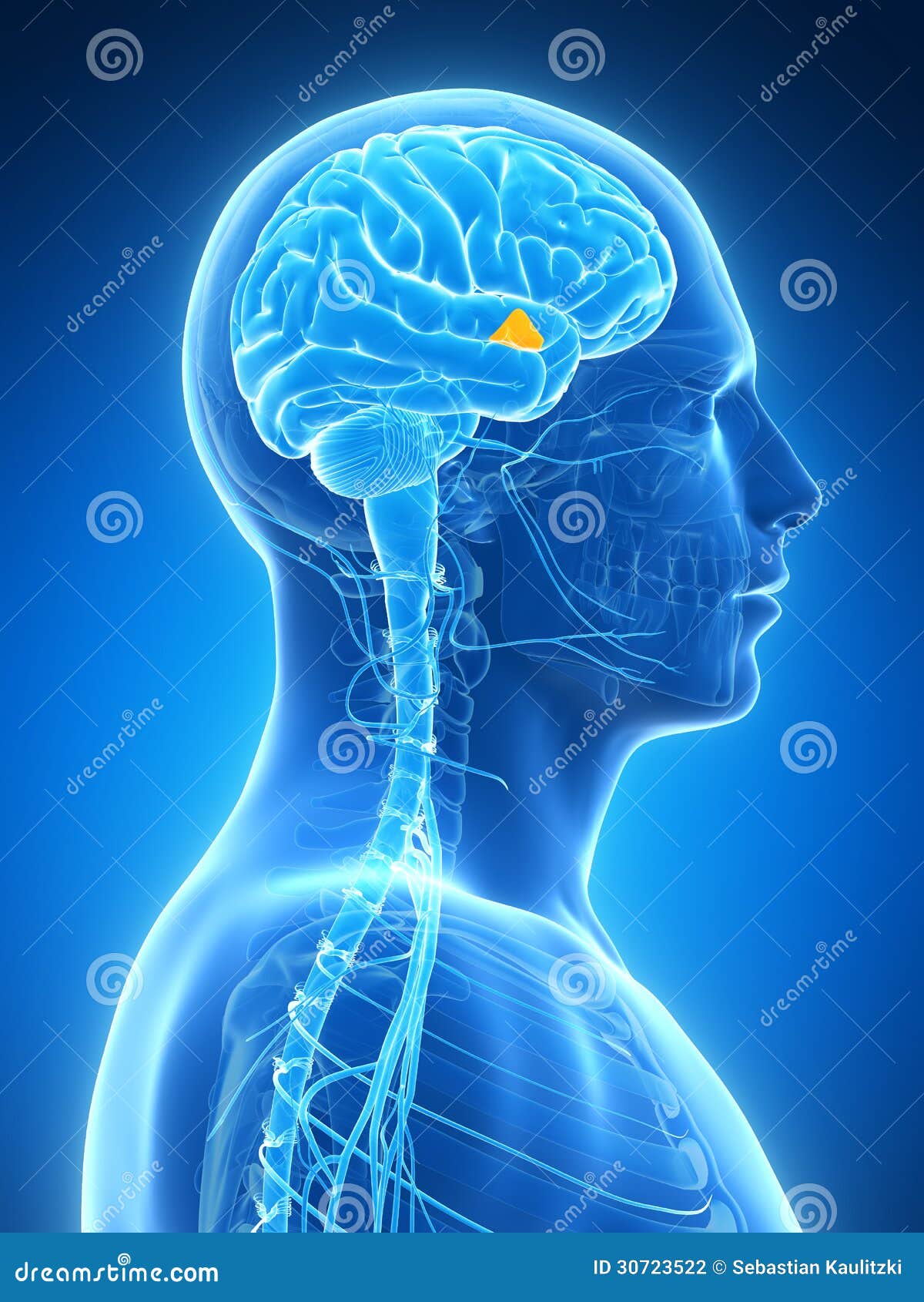 Highlighted hypothalamus stock illustration. Illustration of organ ...
