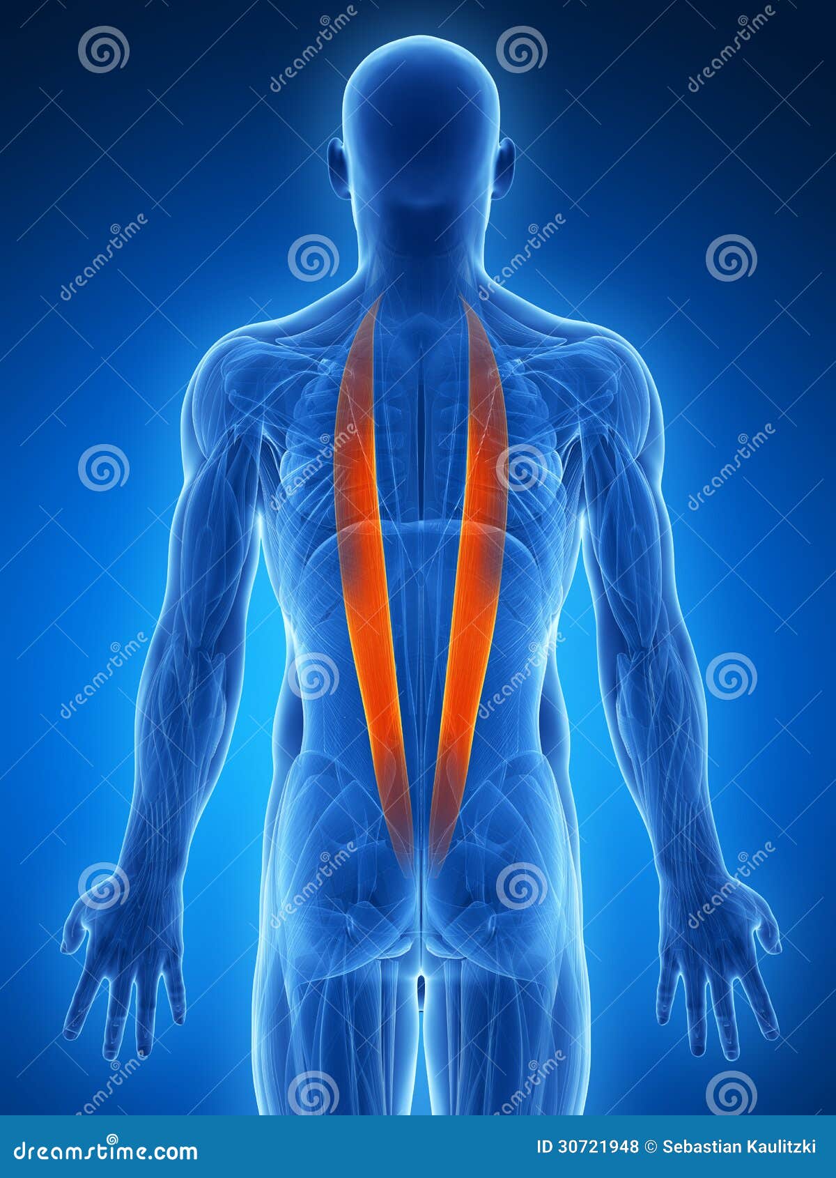 Highlighted iliocostalis stock illustration. Illustration of rendering ...