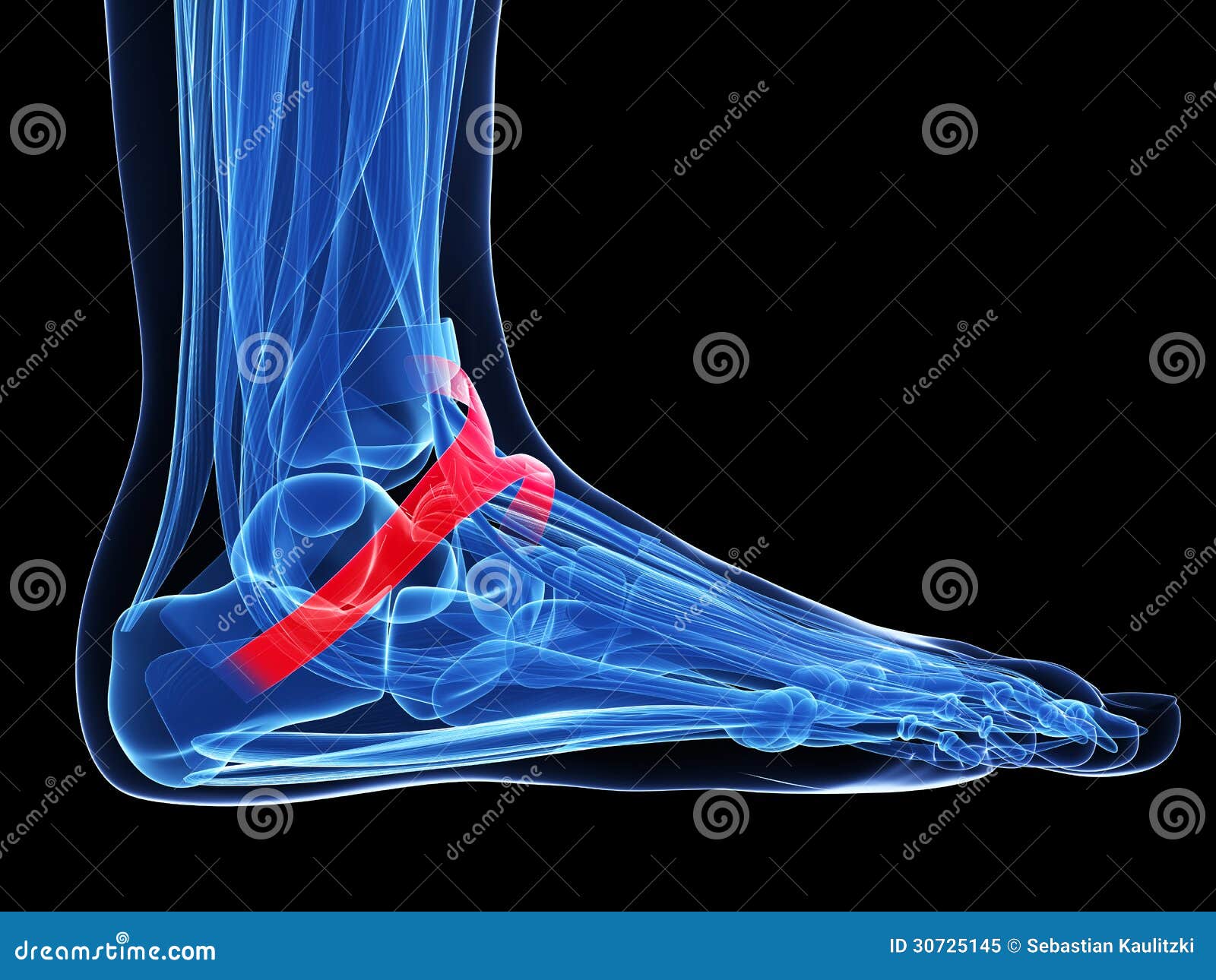 Highlighted Inferior Extensor Retinaculum Stock Illustration ...