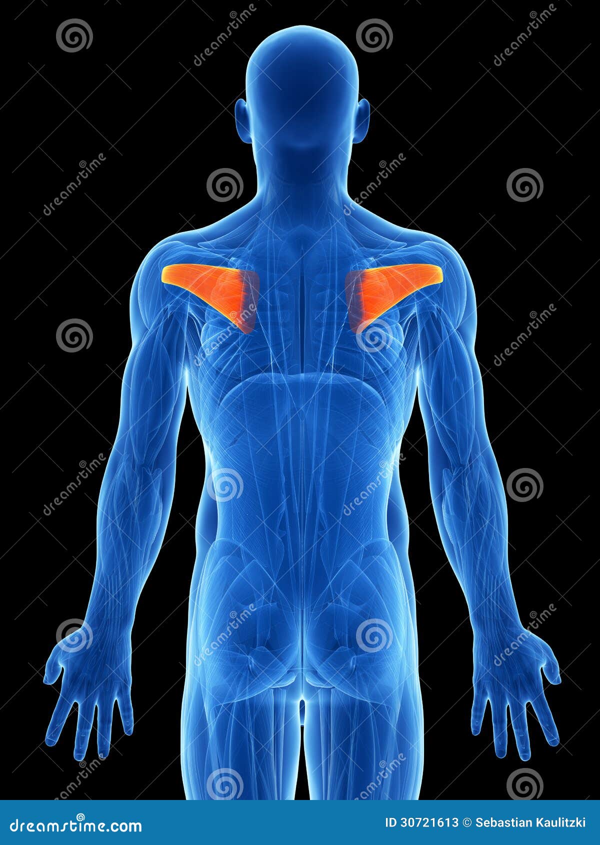 Highlighted infraspinatus stock illustration. Illustration of body ...