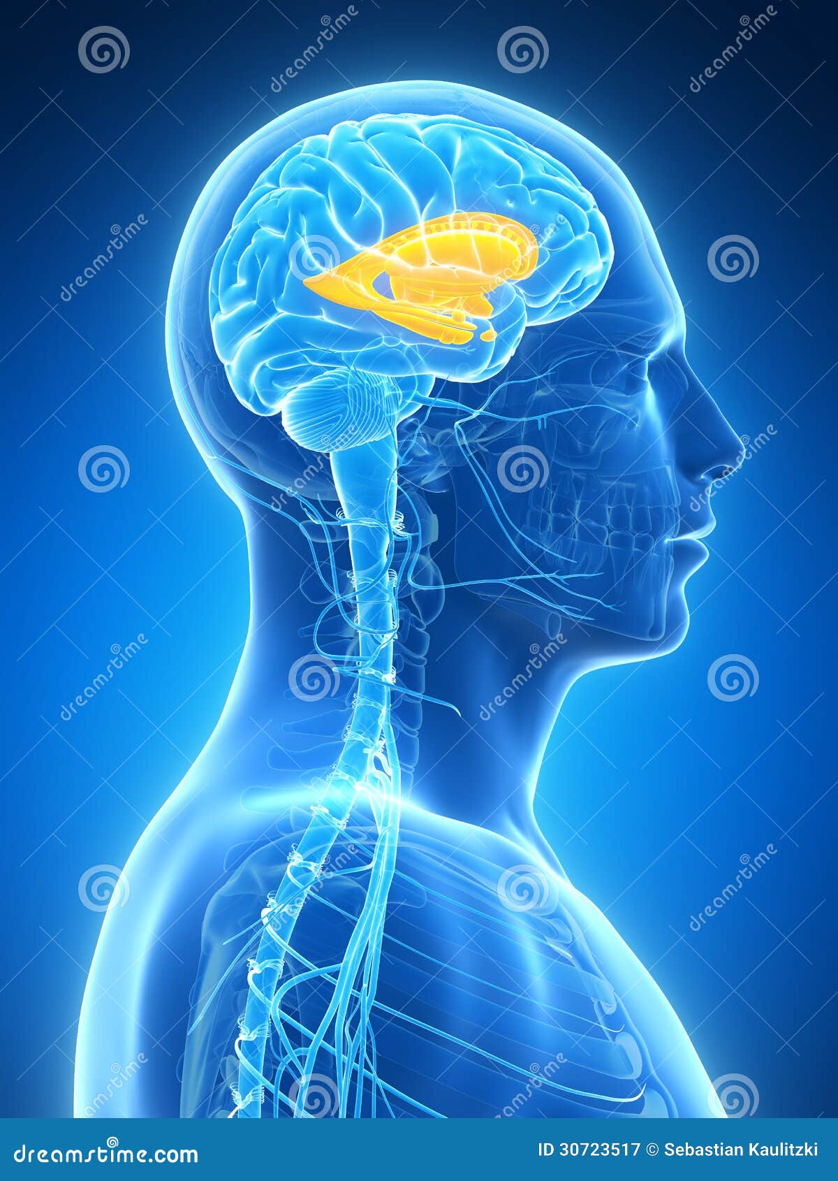 The Inner Brain Anatomy Stock Illustration | CartoonDealer.com #101193448