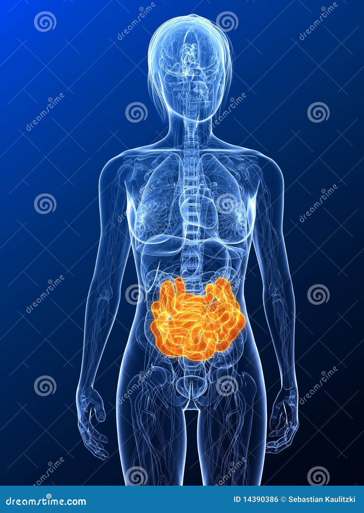 Highlighted Small Intestines Royalty-Free Cartoon | CartoonDealer.com ...